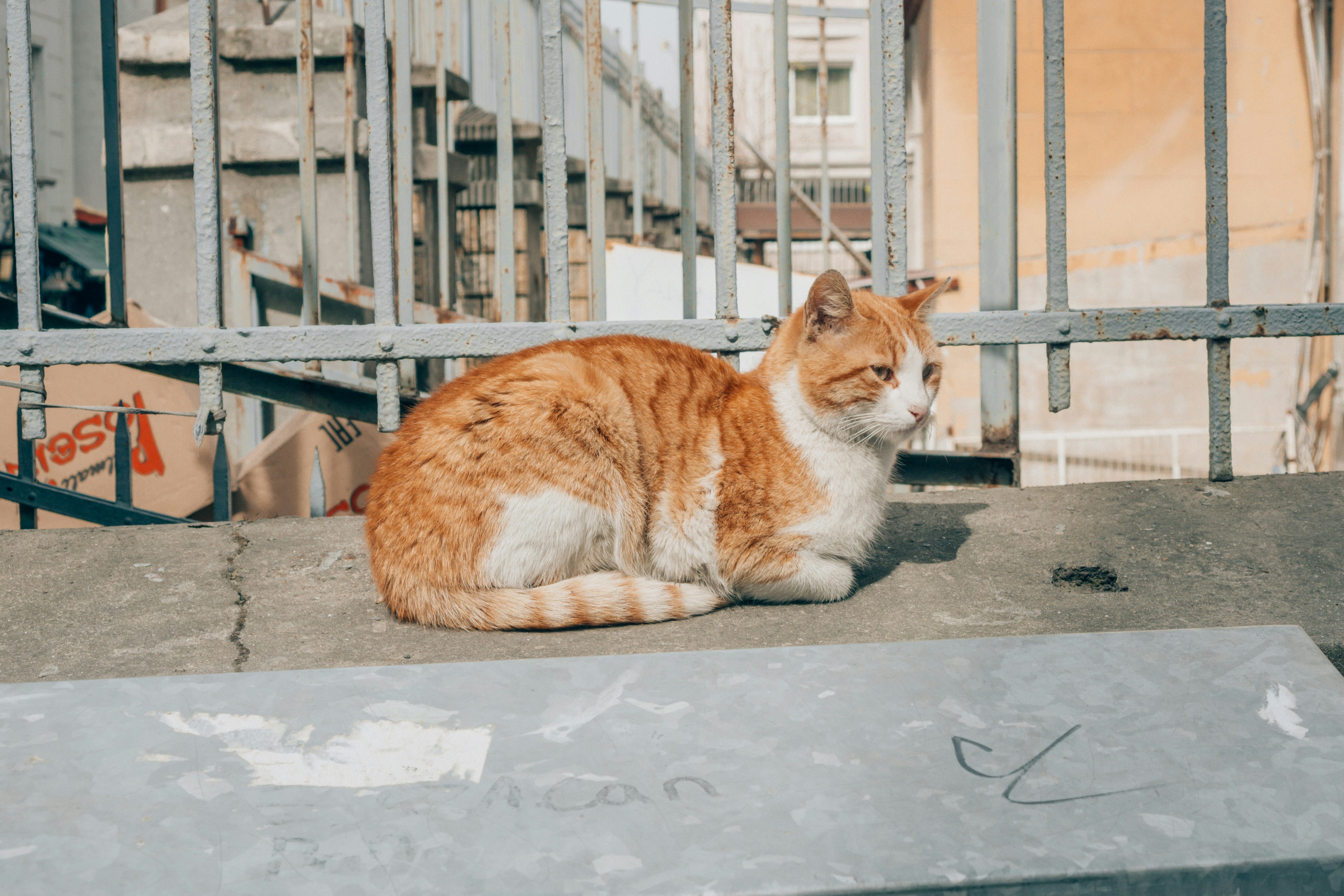 Ginger Cat Reposes on a Weathered Urban Platform