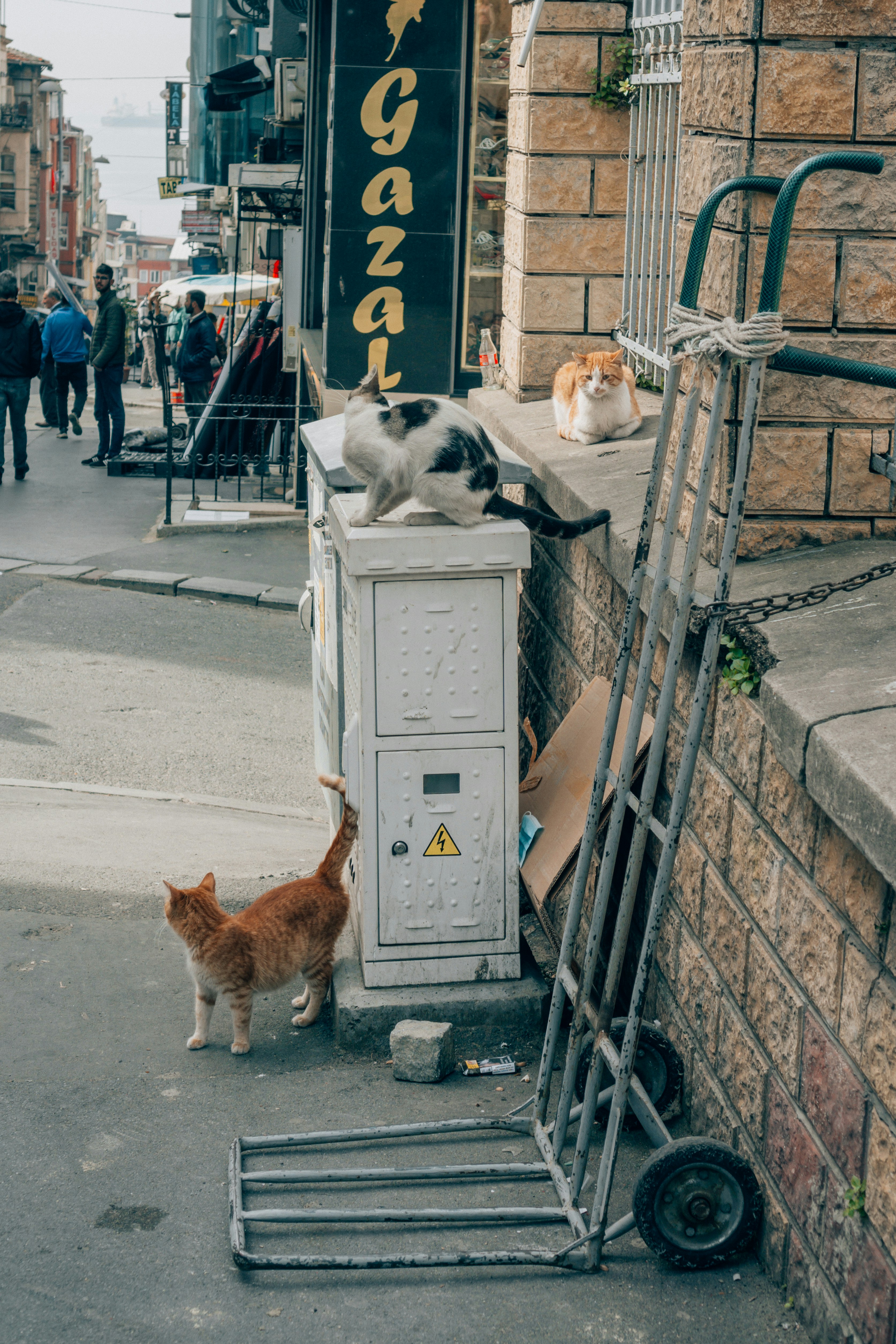 Three cats explore a bustling street corner, with one perched on a mailbox and others wandering nearby. A shop sign adds character to the scene.
