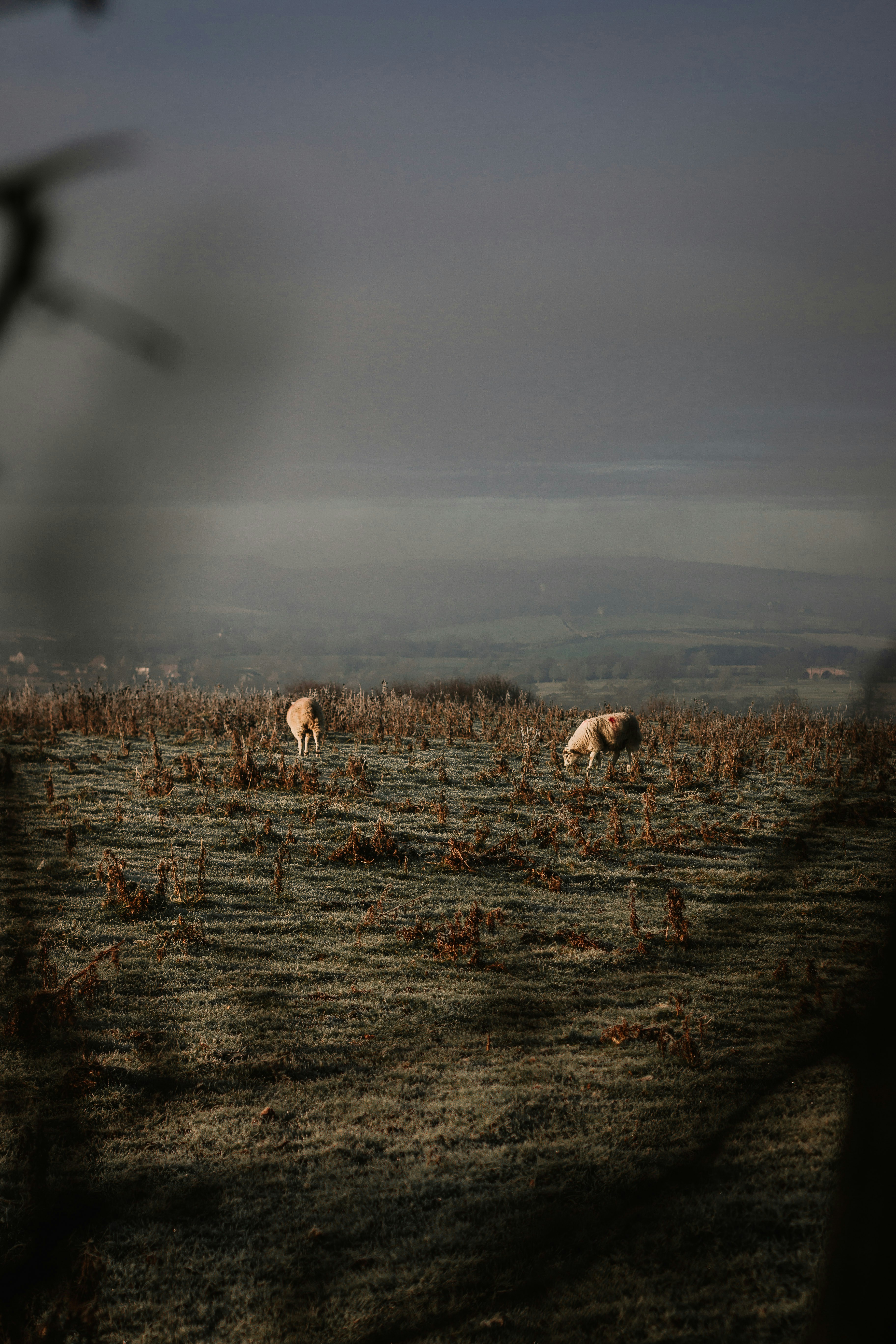 A group of animals in a field photo – Free Penrith Image on Unsplash