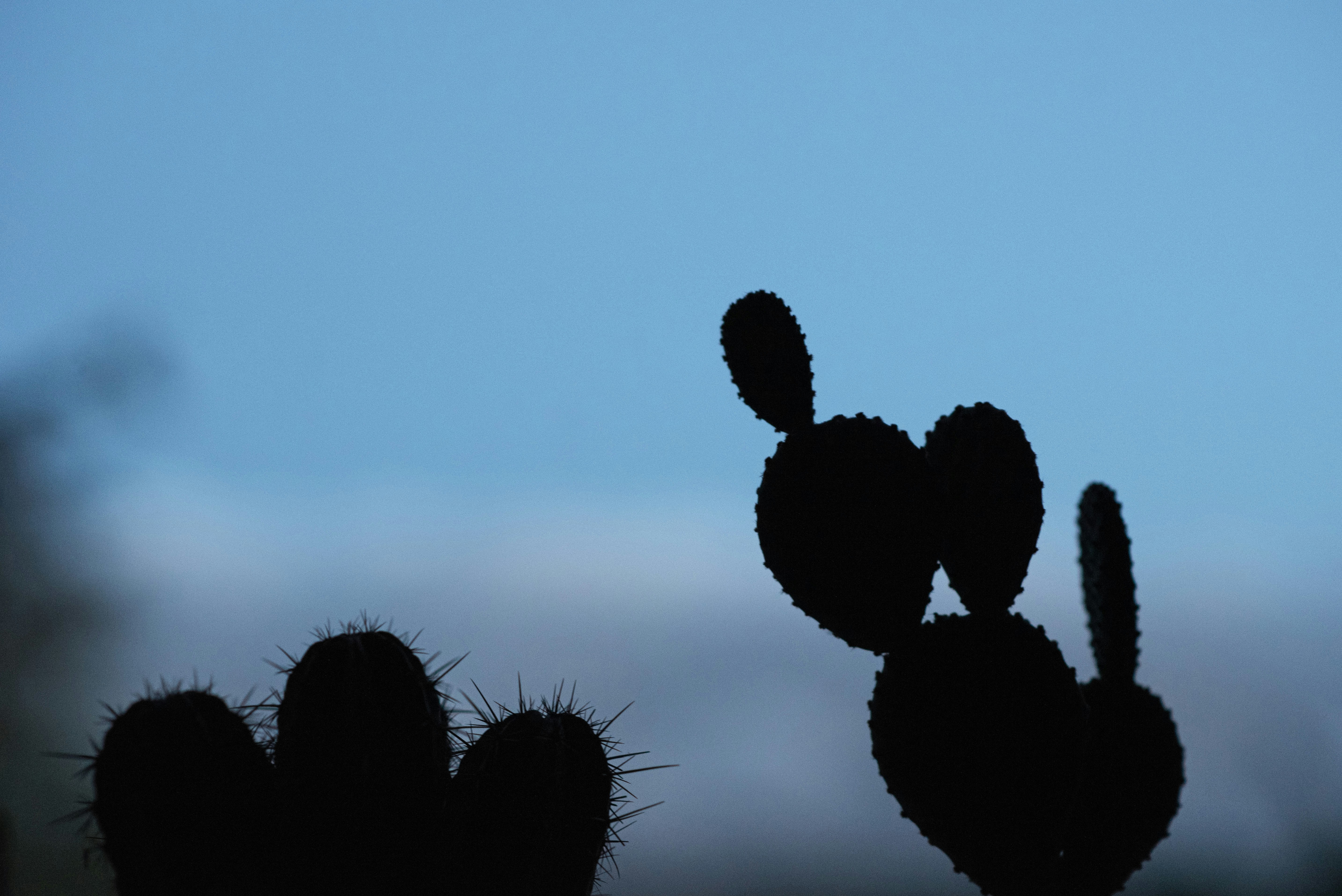 Cacti houseplant silhouette