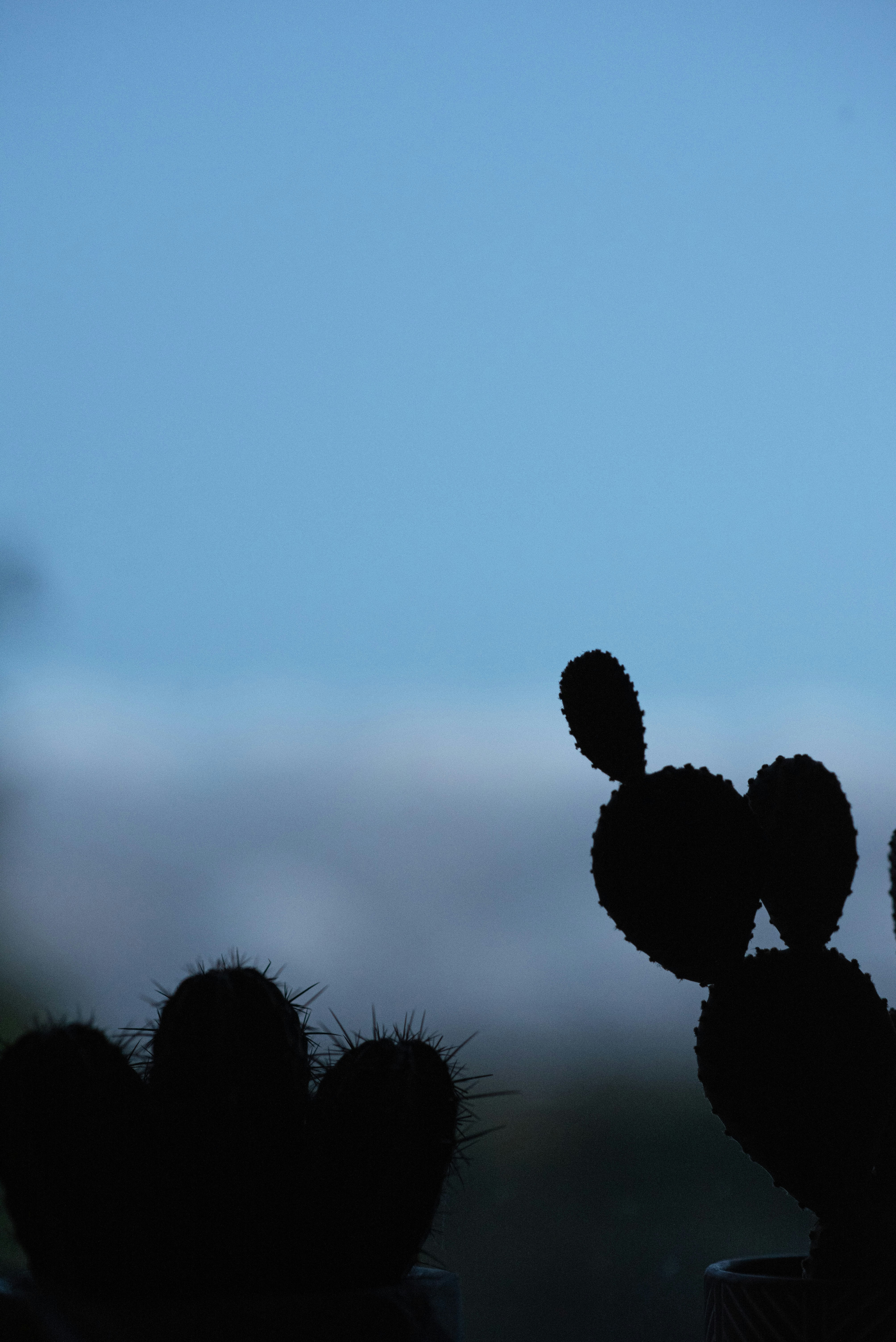 Cacti silhouette