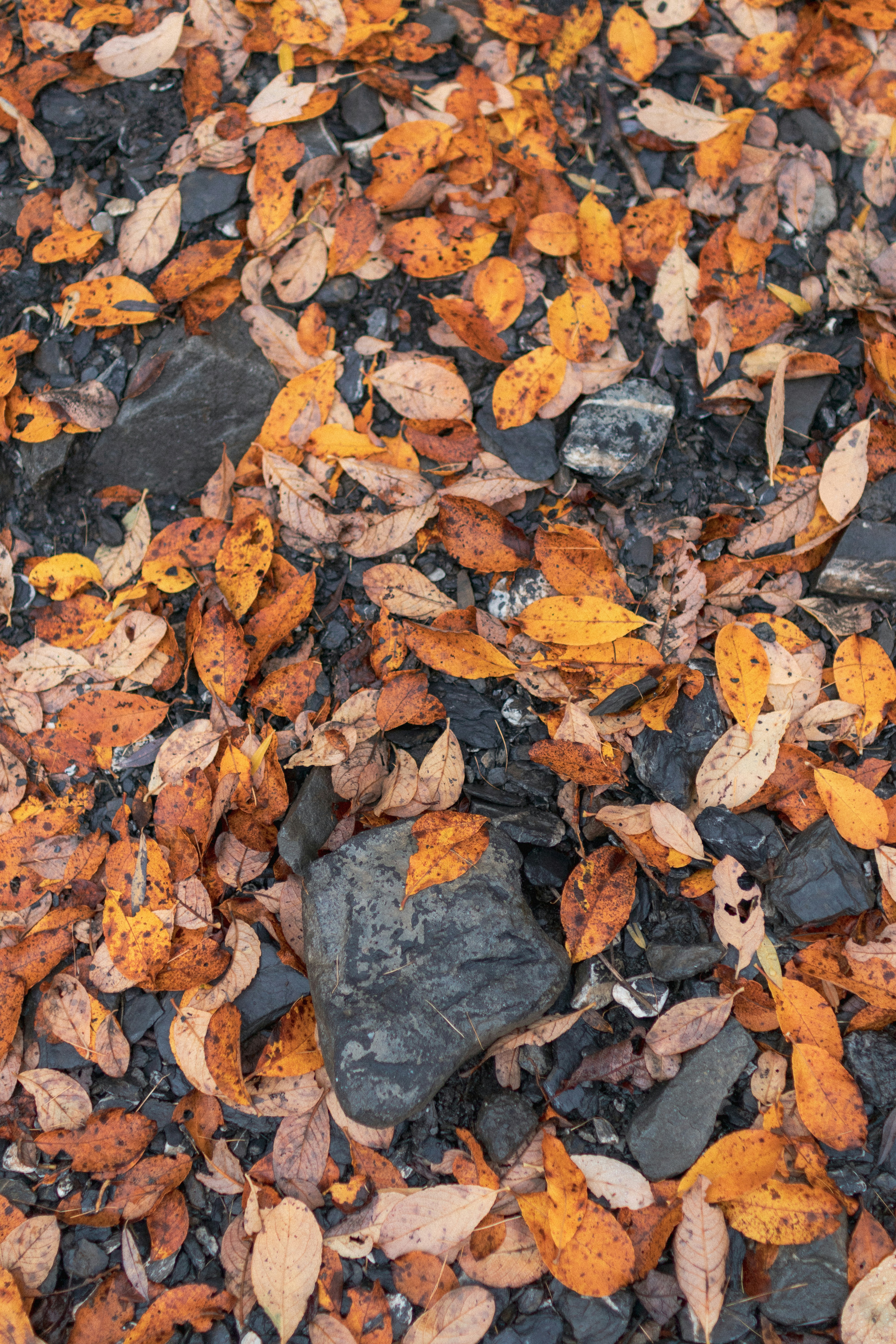 Clémence Taillez (@clemencetaillez) | Comunidade de fotos da Unsplash