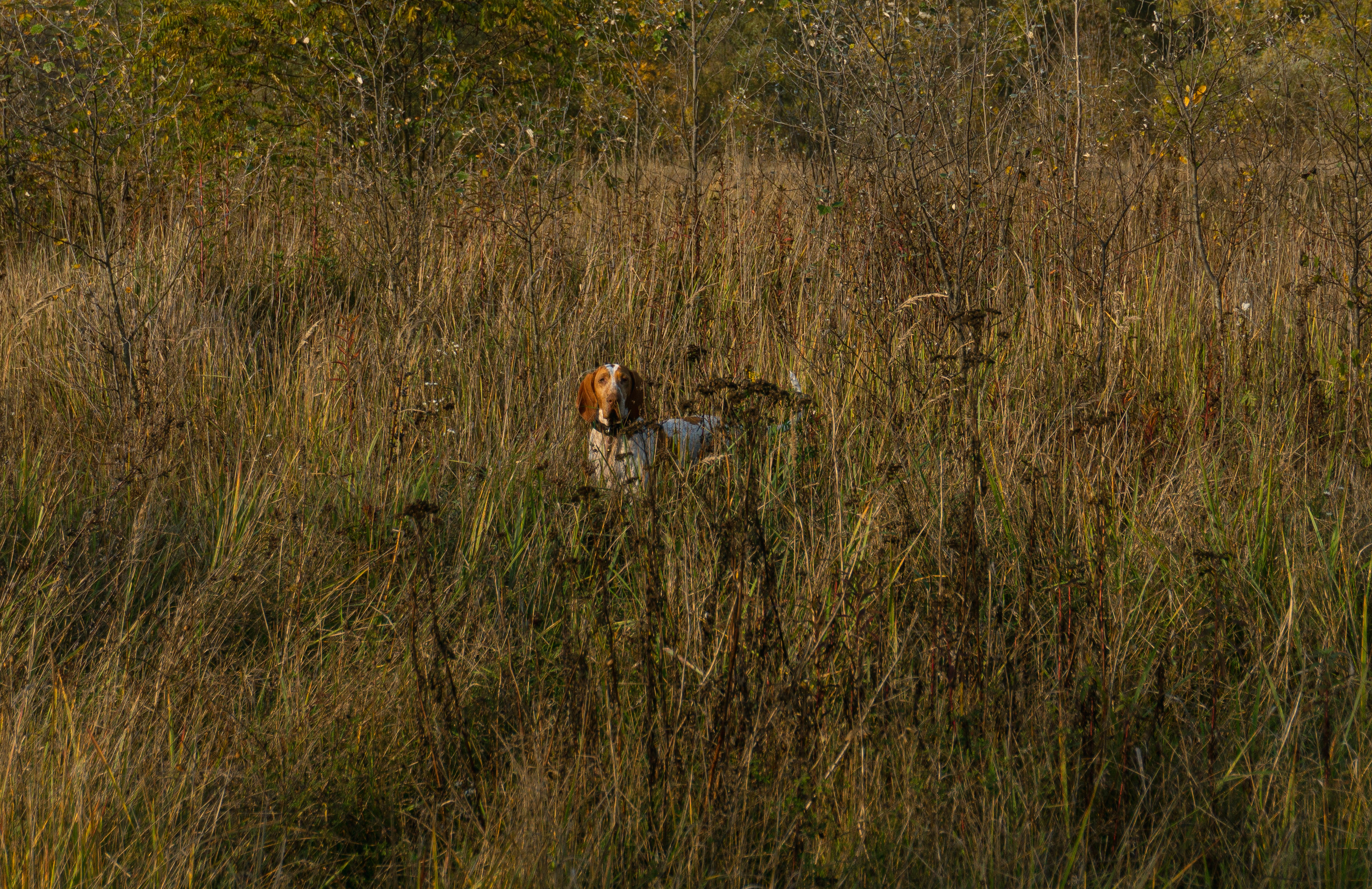 Golden Retriever in an Autumn Meadow: A Quiet Search Through Tall Grasses