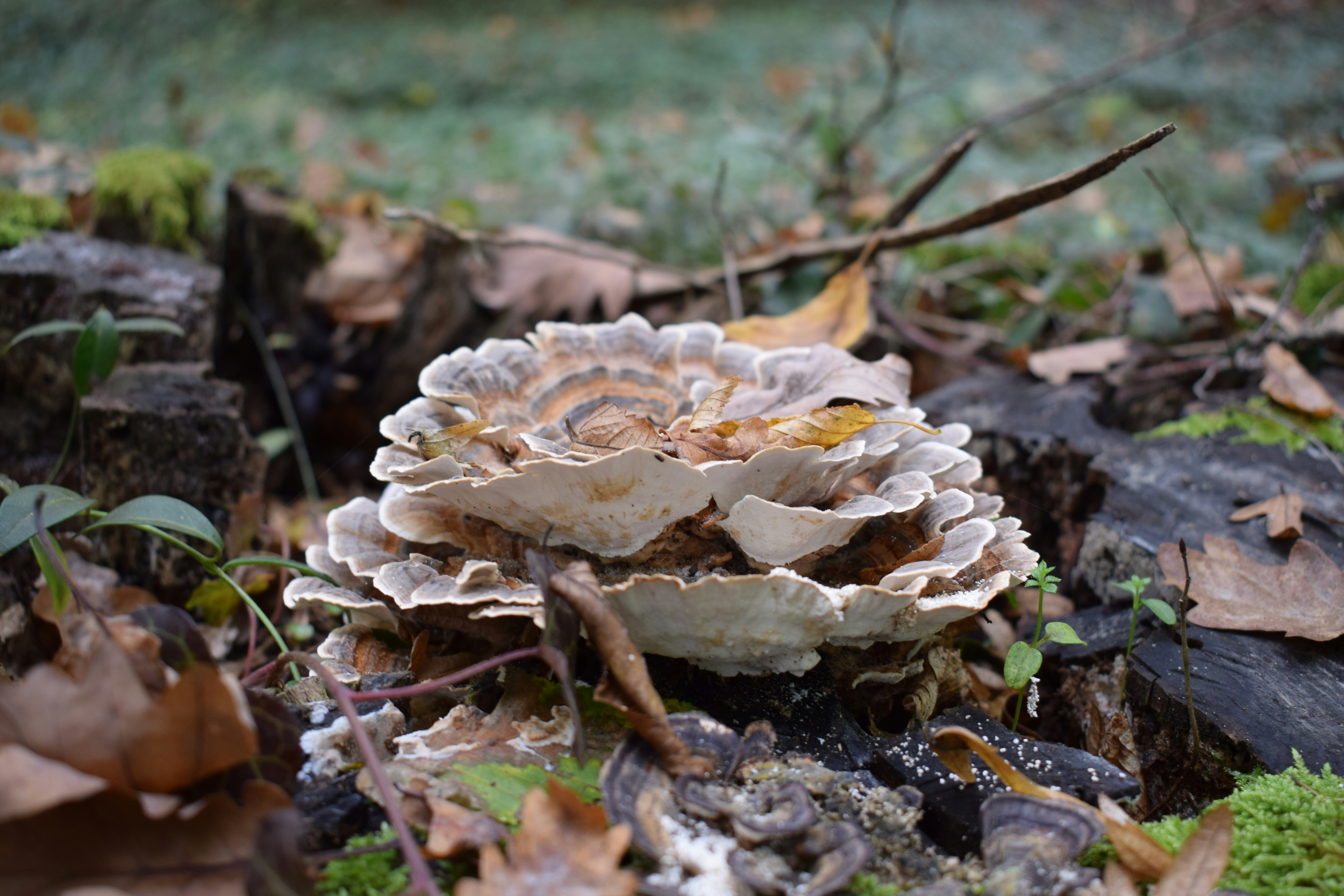 Tiered Shelf Fungus Rising from a Mossy Log in a Quiet Autumn Forest