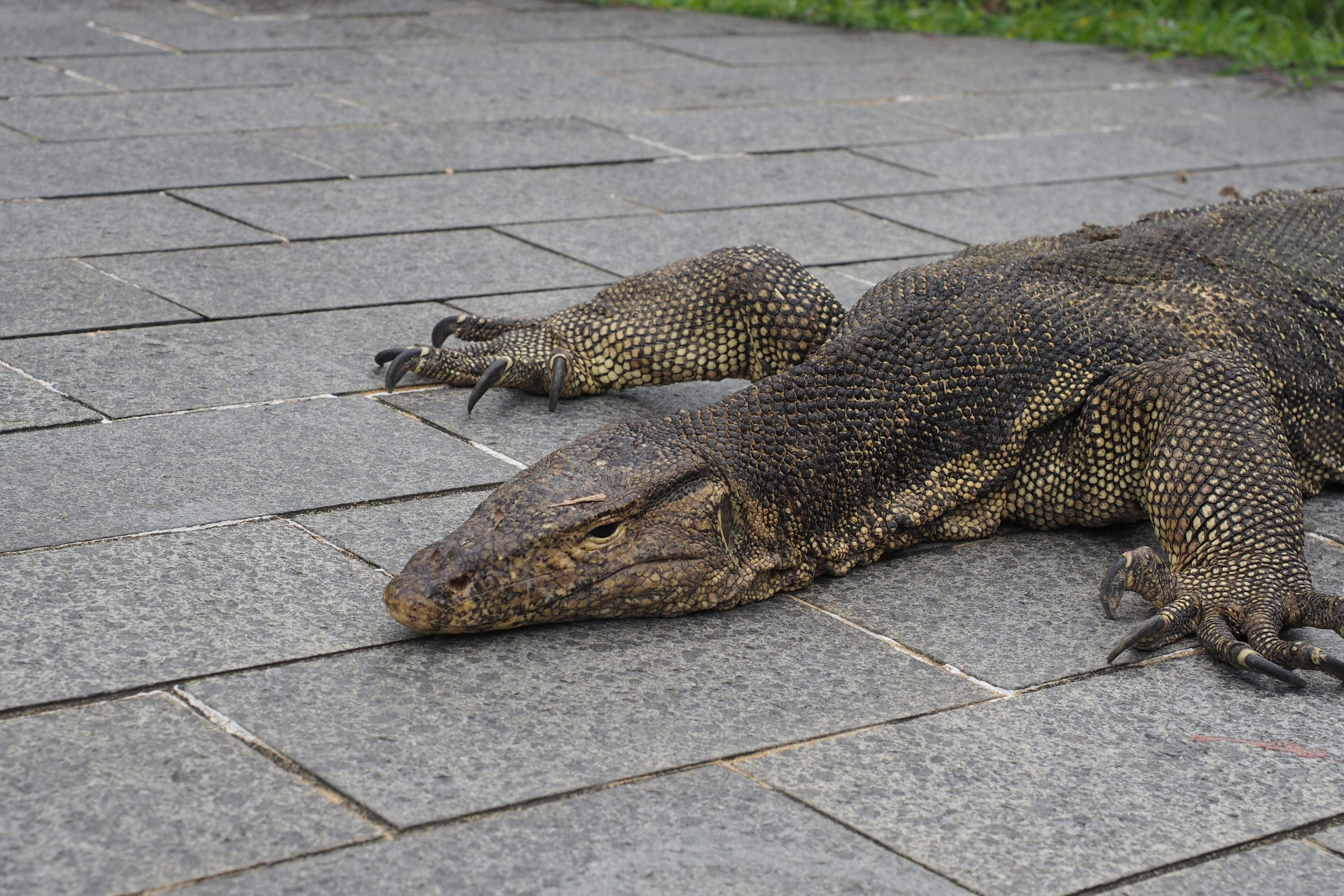 A group of lizards on a stone surface photo – Free Kranji way Image on ...