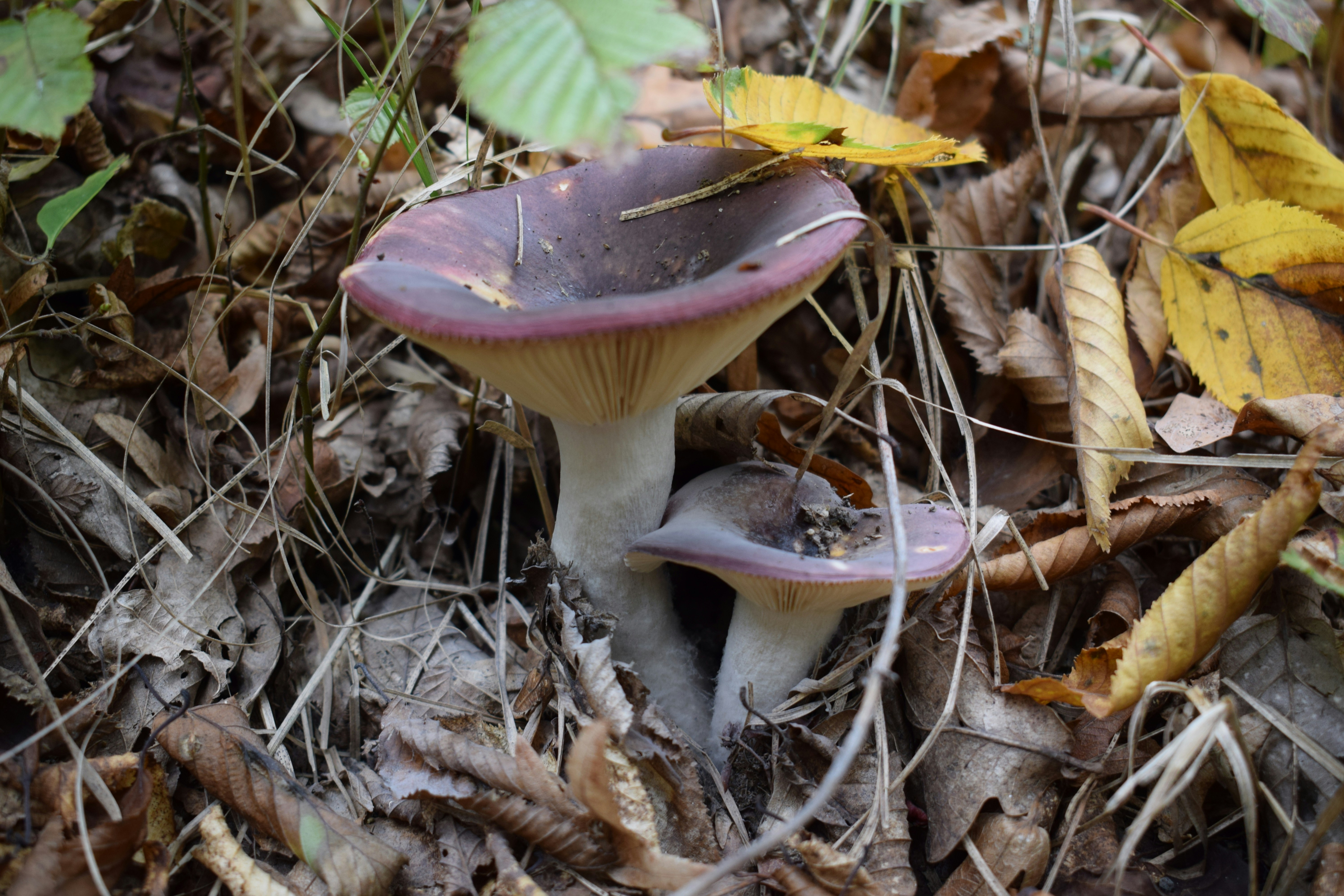 Purple-topped mushrooms rise from a leaf-litter carpet