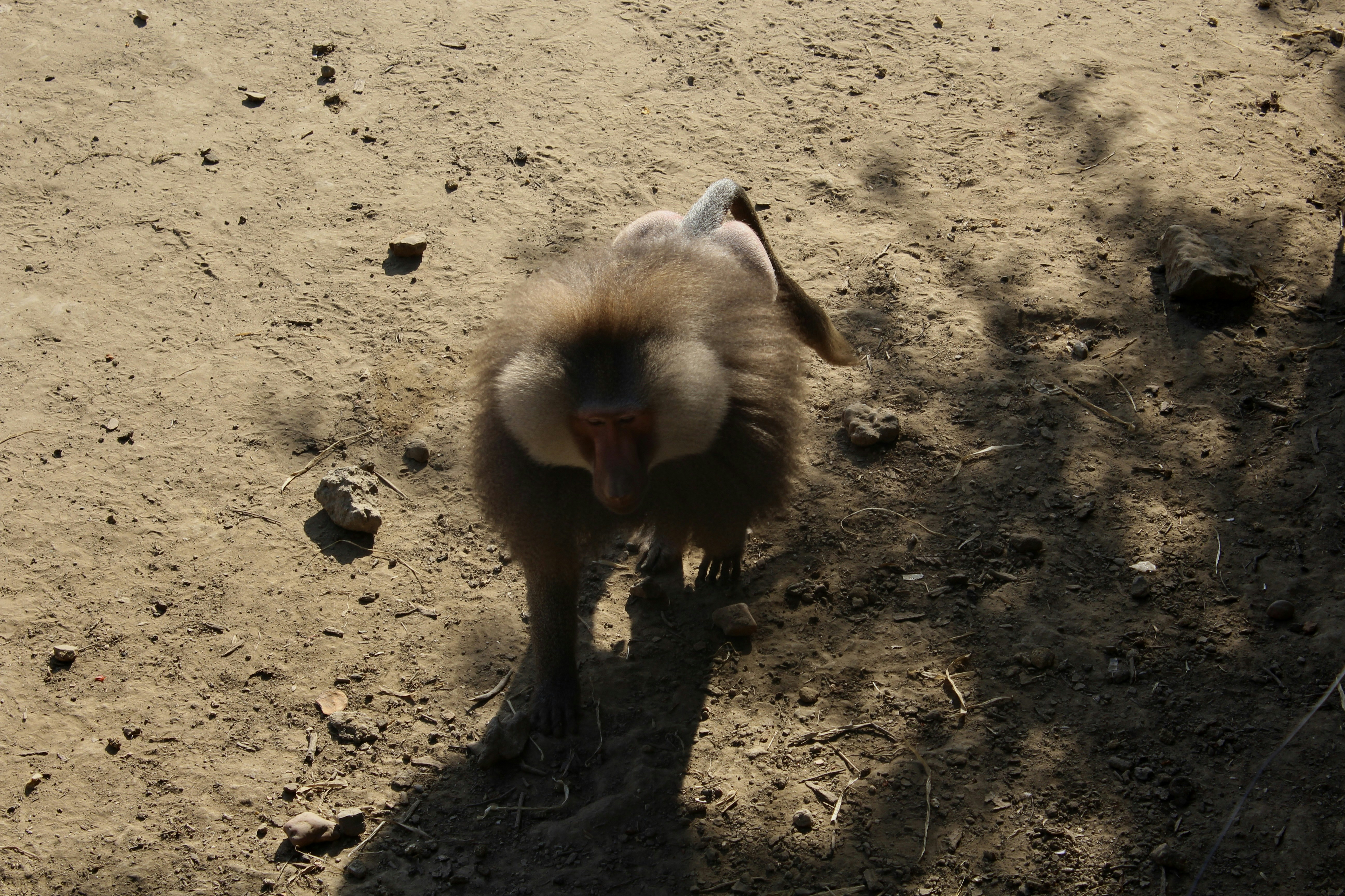 a goat standing on dirt