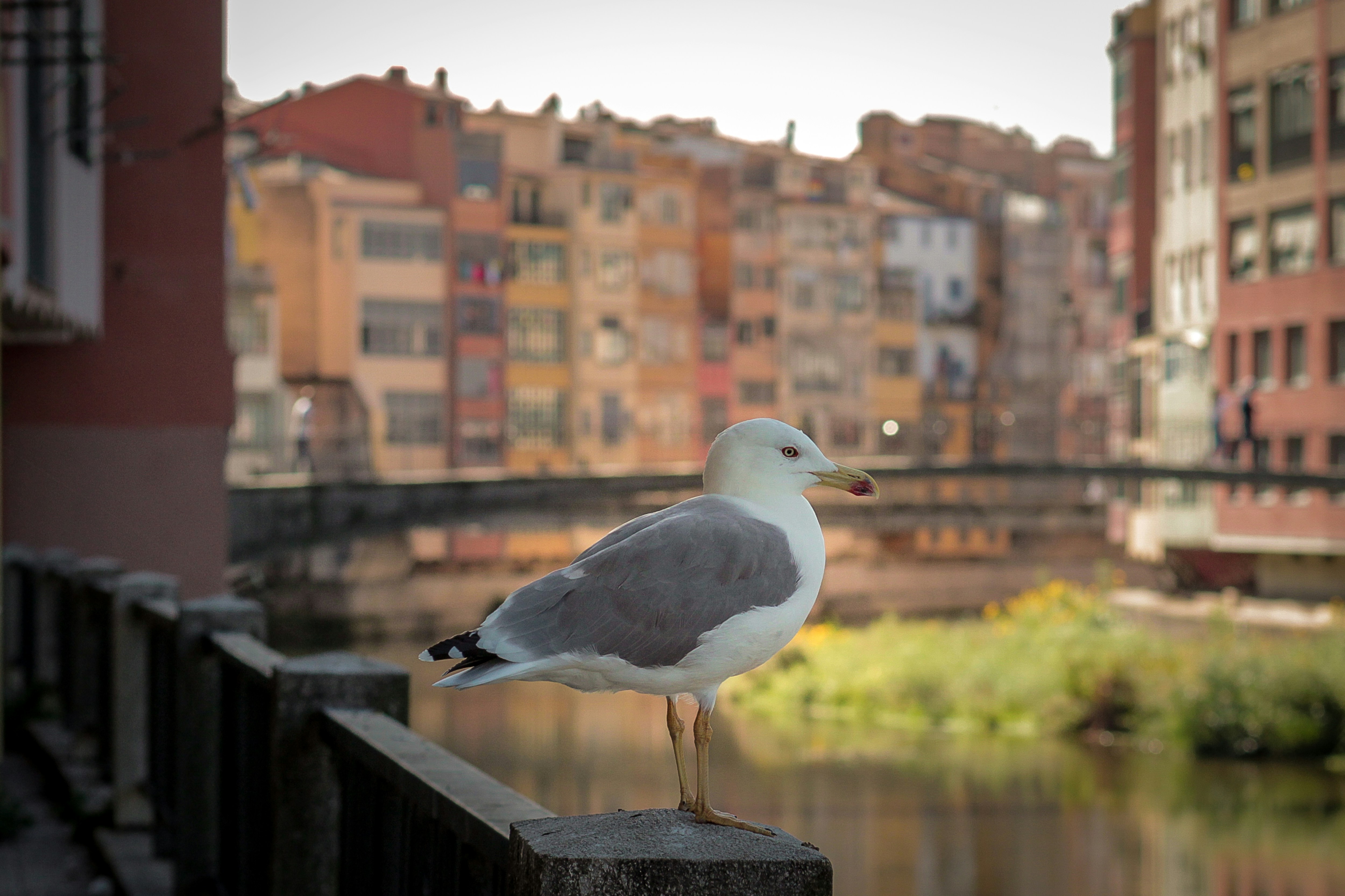 Seagull's Perch Over Girona's Riverside Colors