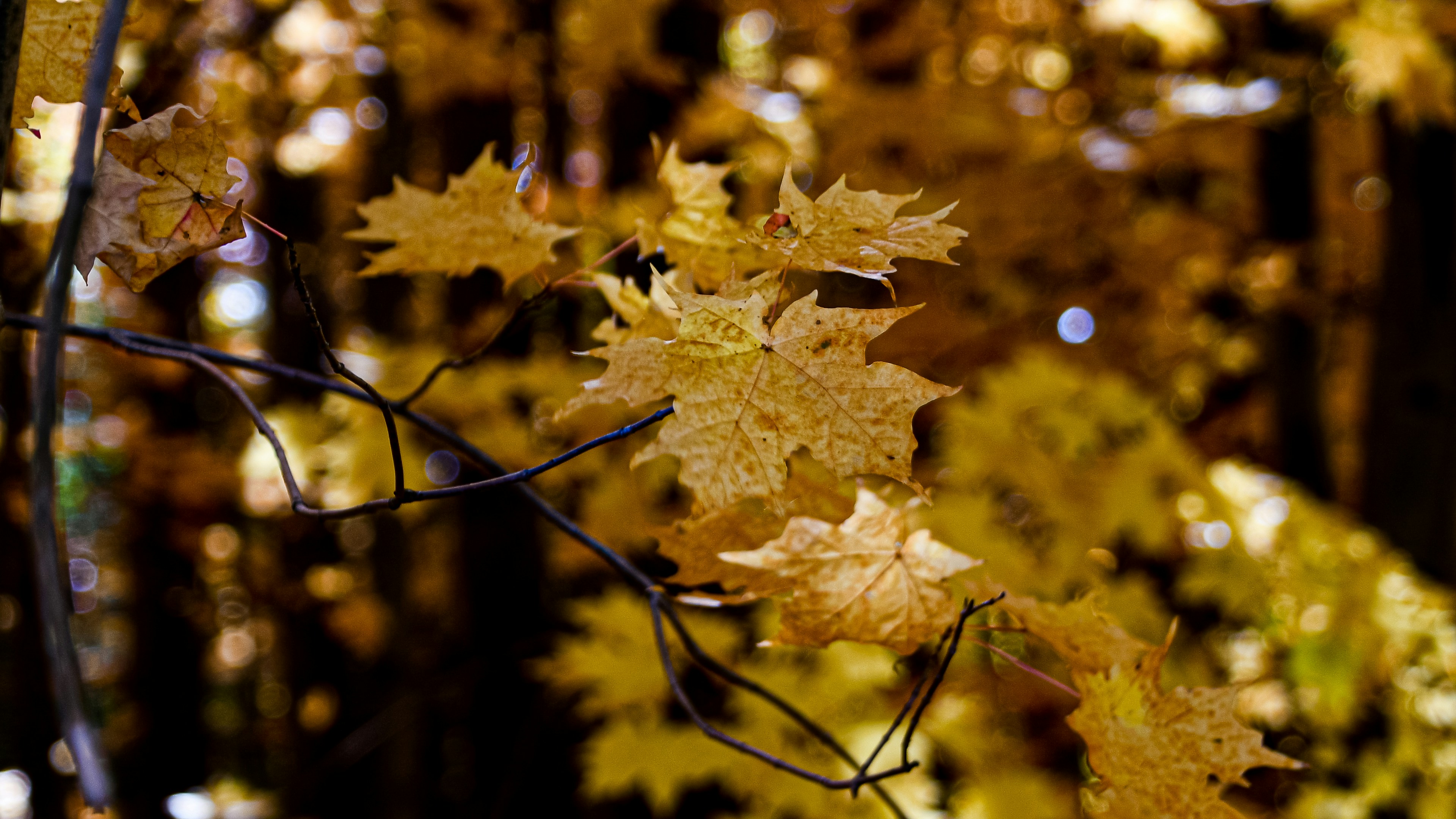 Yellow leaves on a branch photo – Free Huron natural area Image on Unsplash