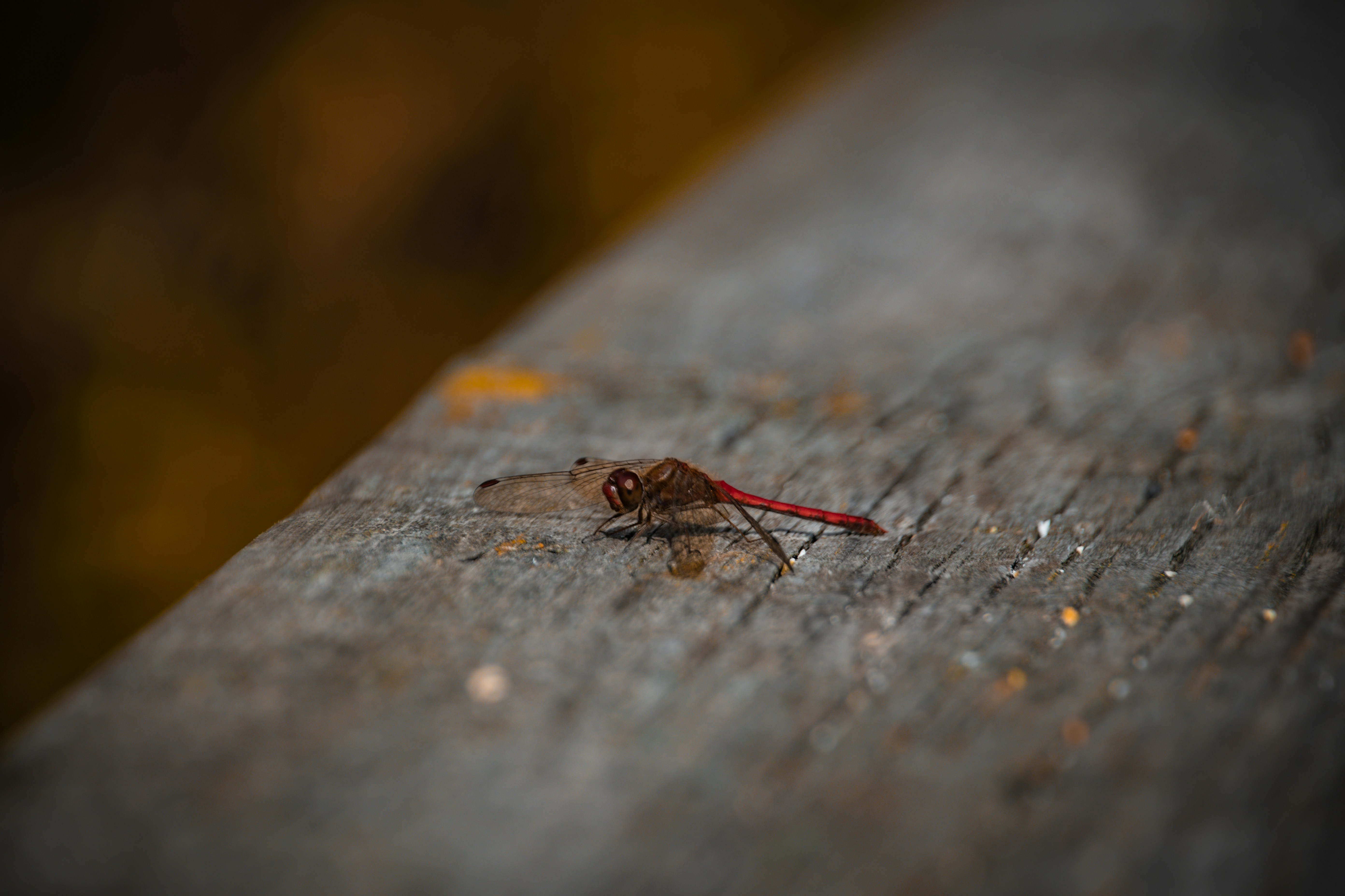 a red bug on a wood surface