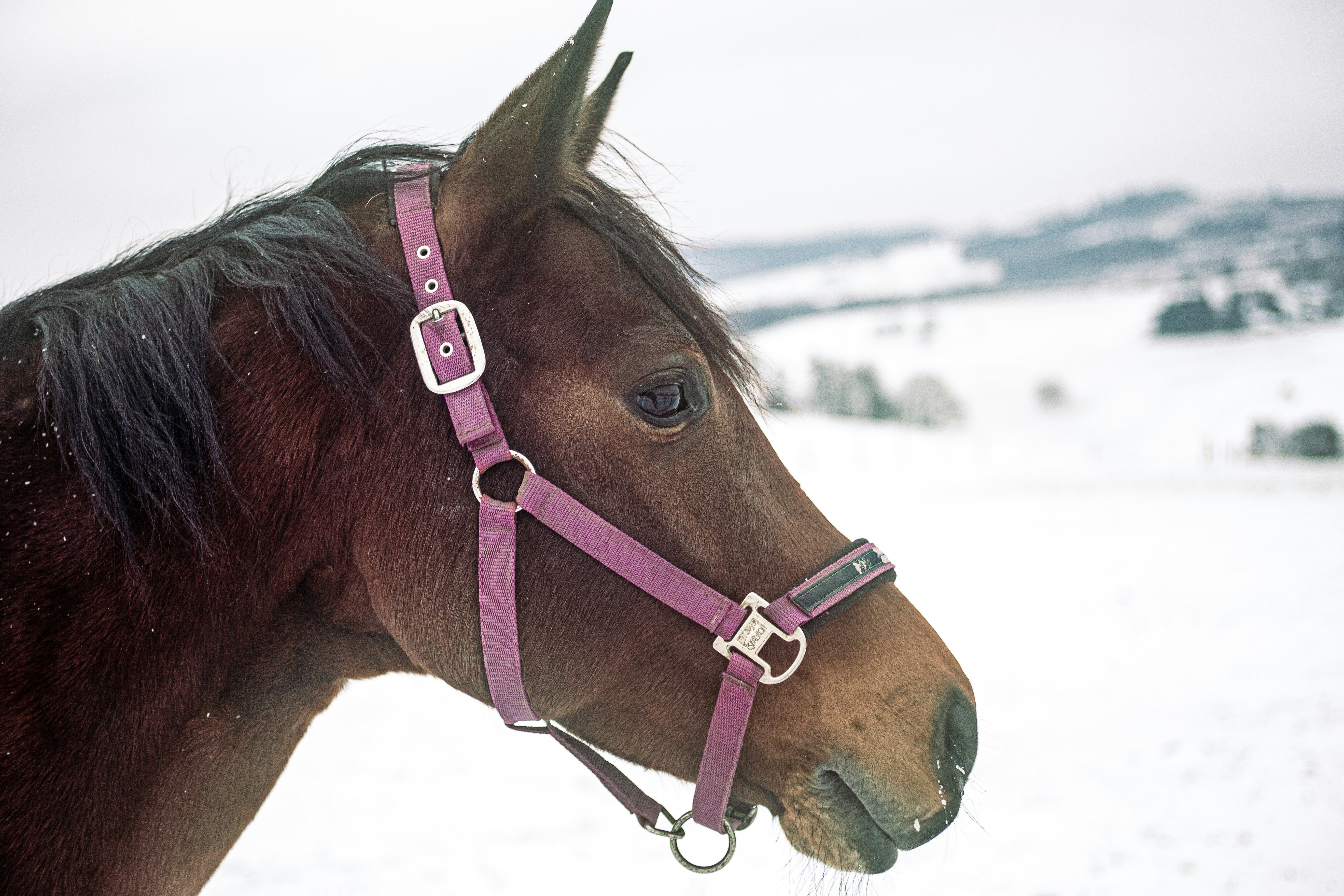 Un cheval avec un licou rose photo – Photo Cheval Gratuite sur Unsplash