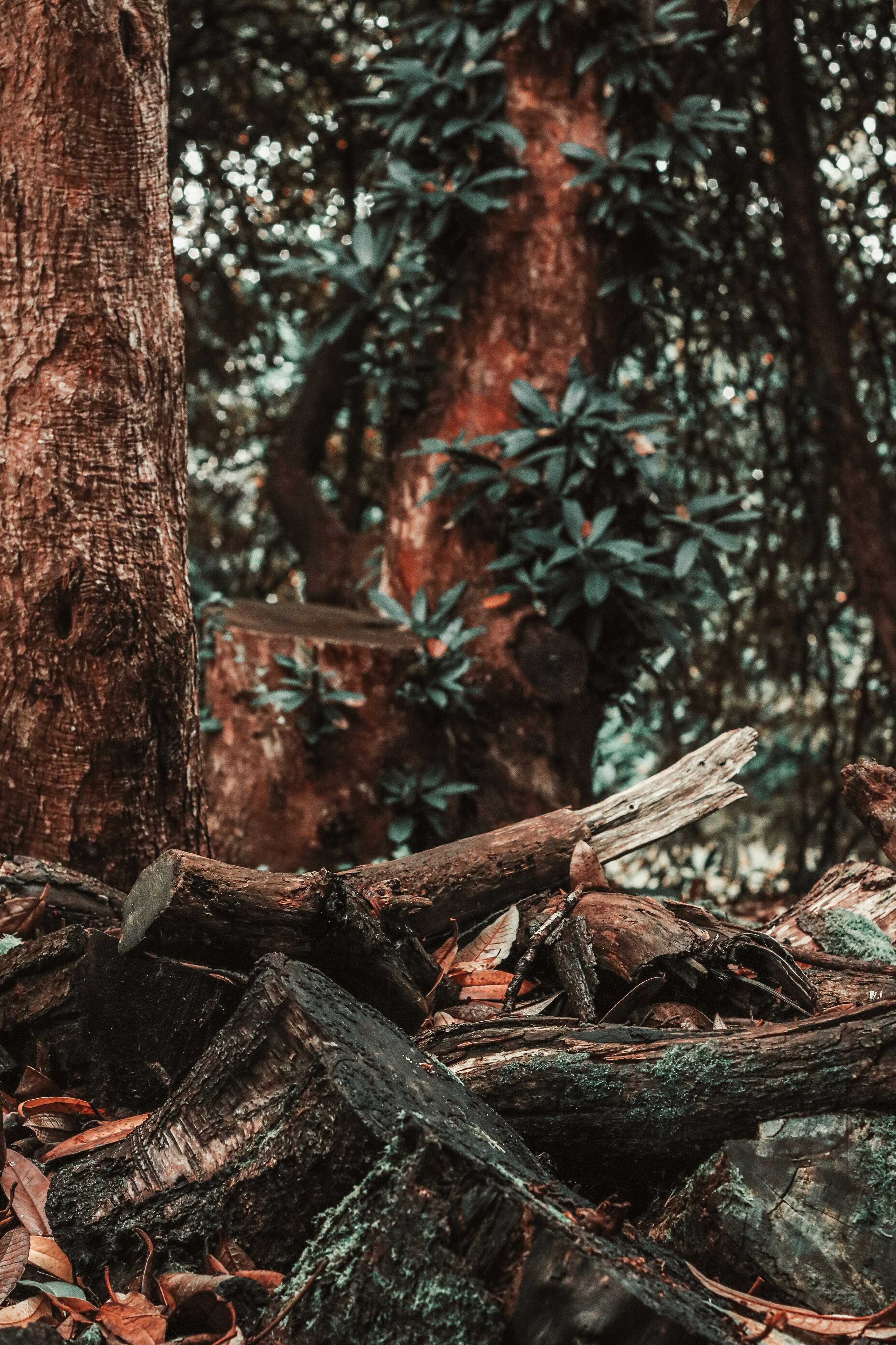 Un tronco de árbol con un montón de ramas y hojas foto – Imagen de ...
