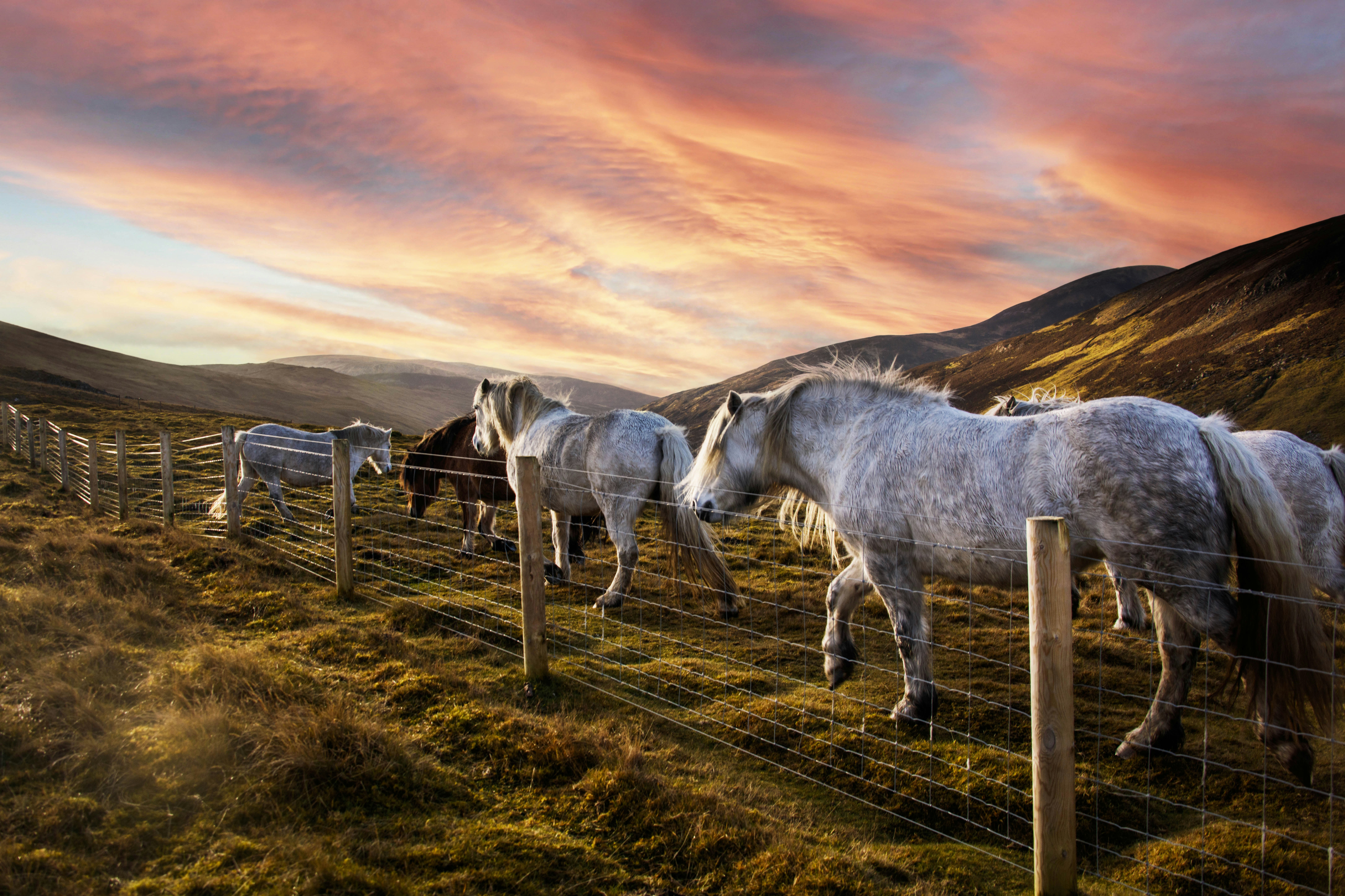 Horses at Dusk: A Molten Sky Over a Weathered Fence