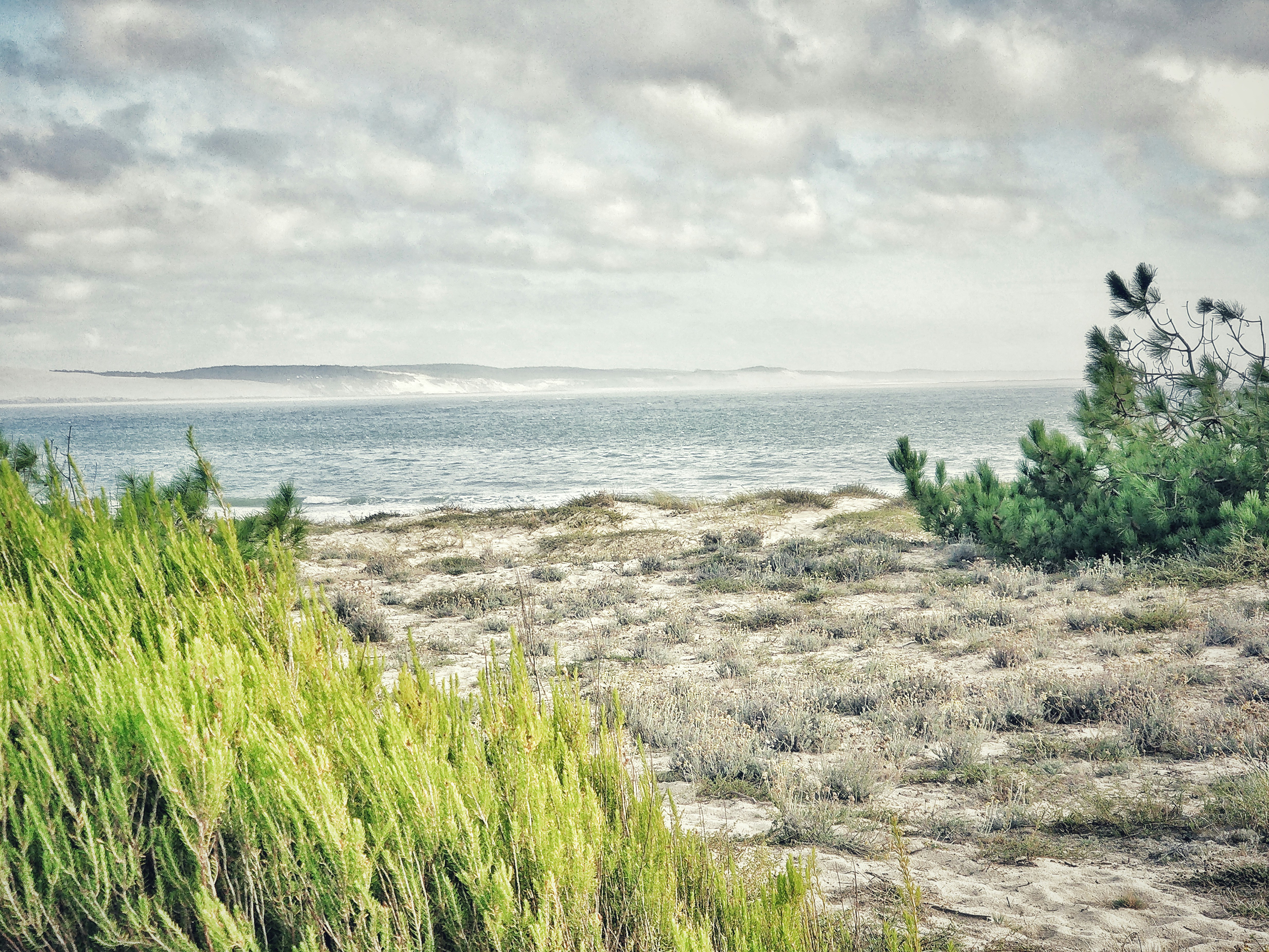 Lush greenery frames a serene coastal landscape, where gentle waves meet a distant horizon under a cloudy sky.