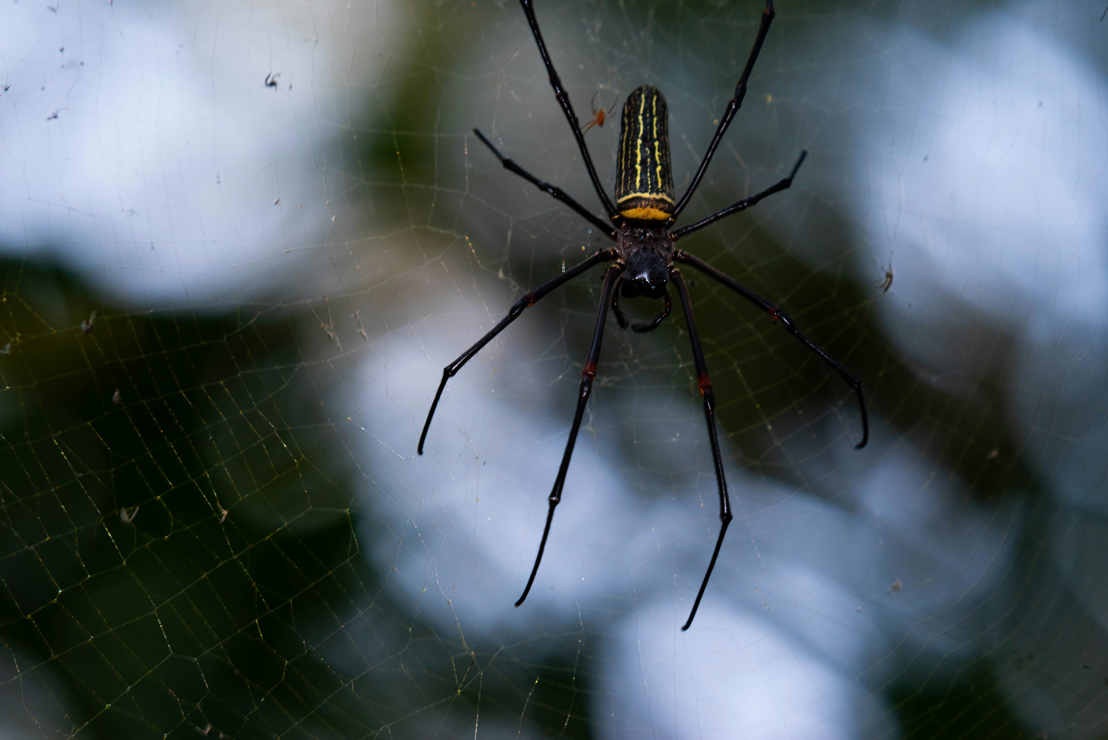 A spider on a leaf photo – Free Uganda Image on Unsplash