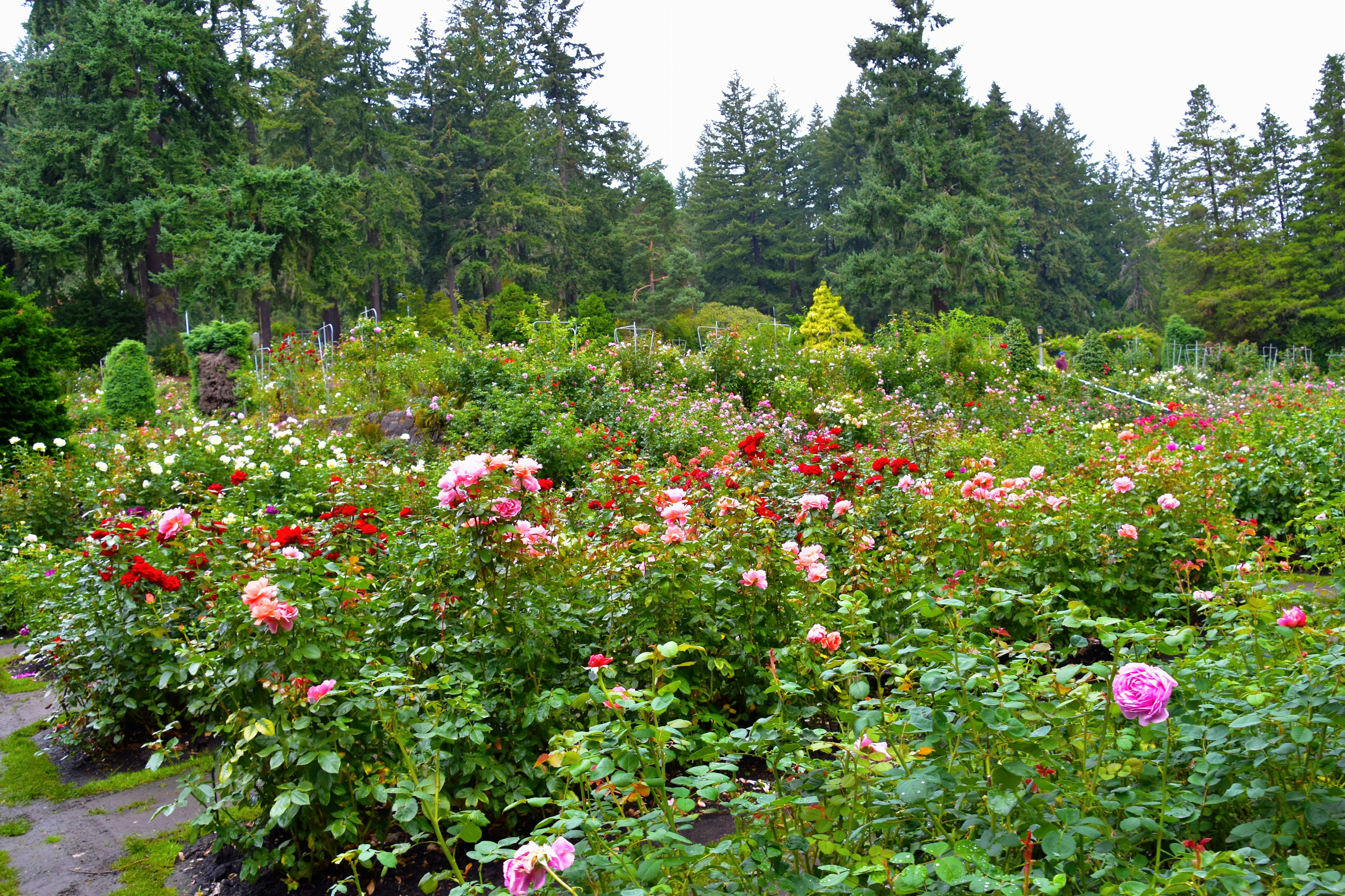 Un jardin de fleurs photo – Photo Jardin international d’essai de roses ...