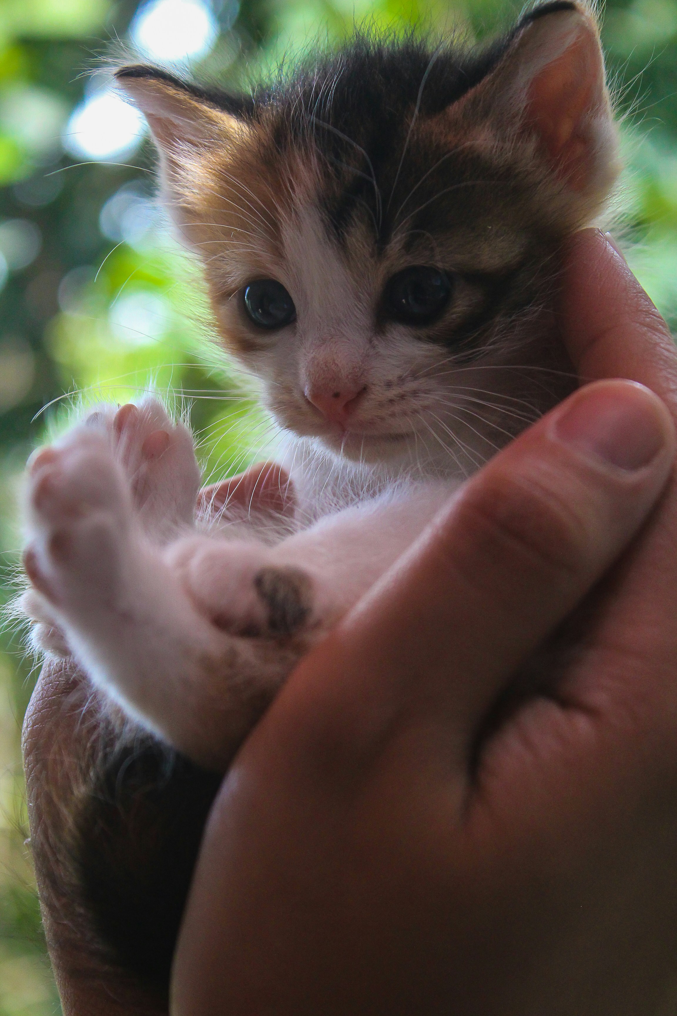 Hand-Held Wonder: a Curious Kitten in Soft, Sunlit Foliage