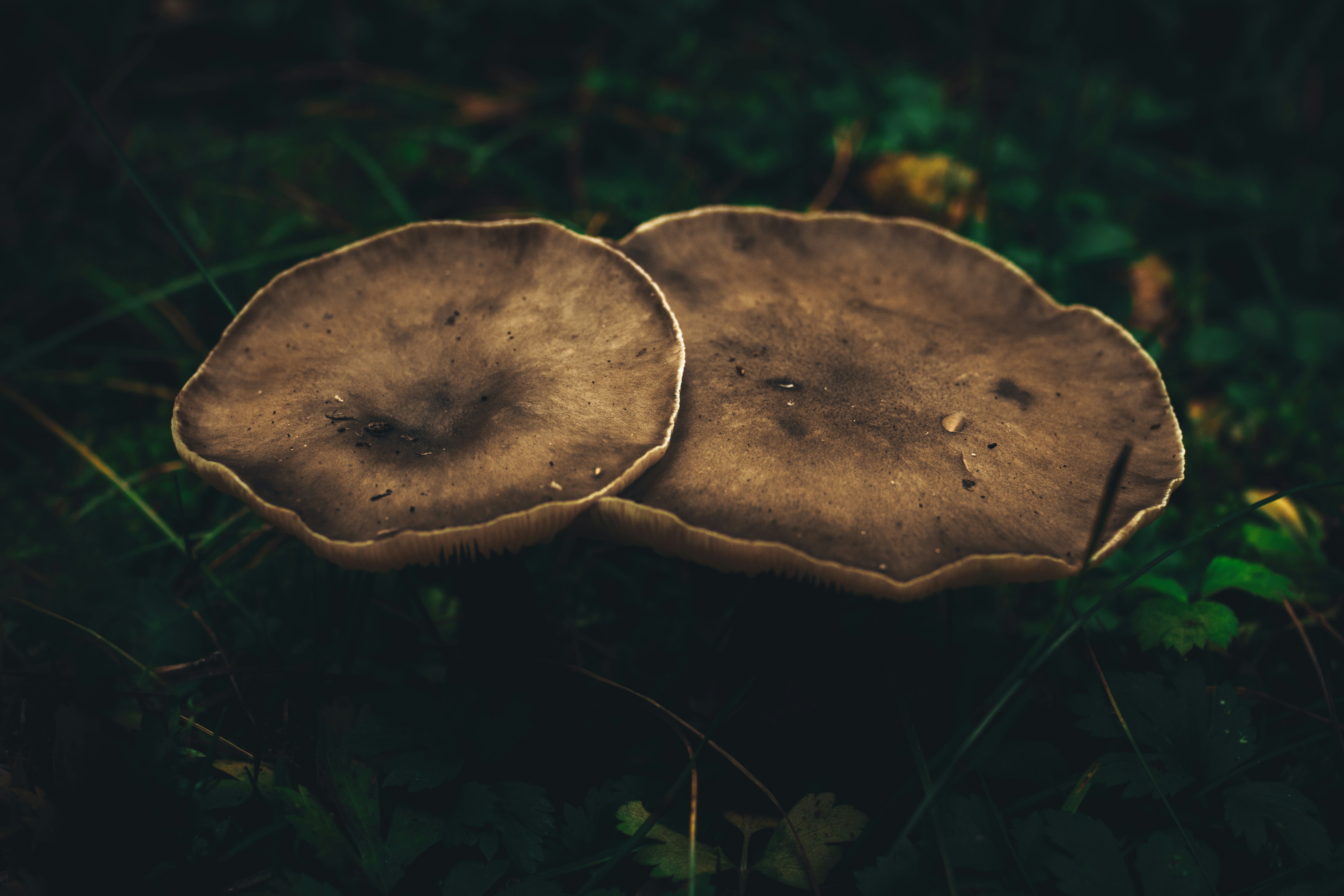 Twin Shelf Mushrooms in a Velvet Forest Glow