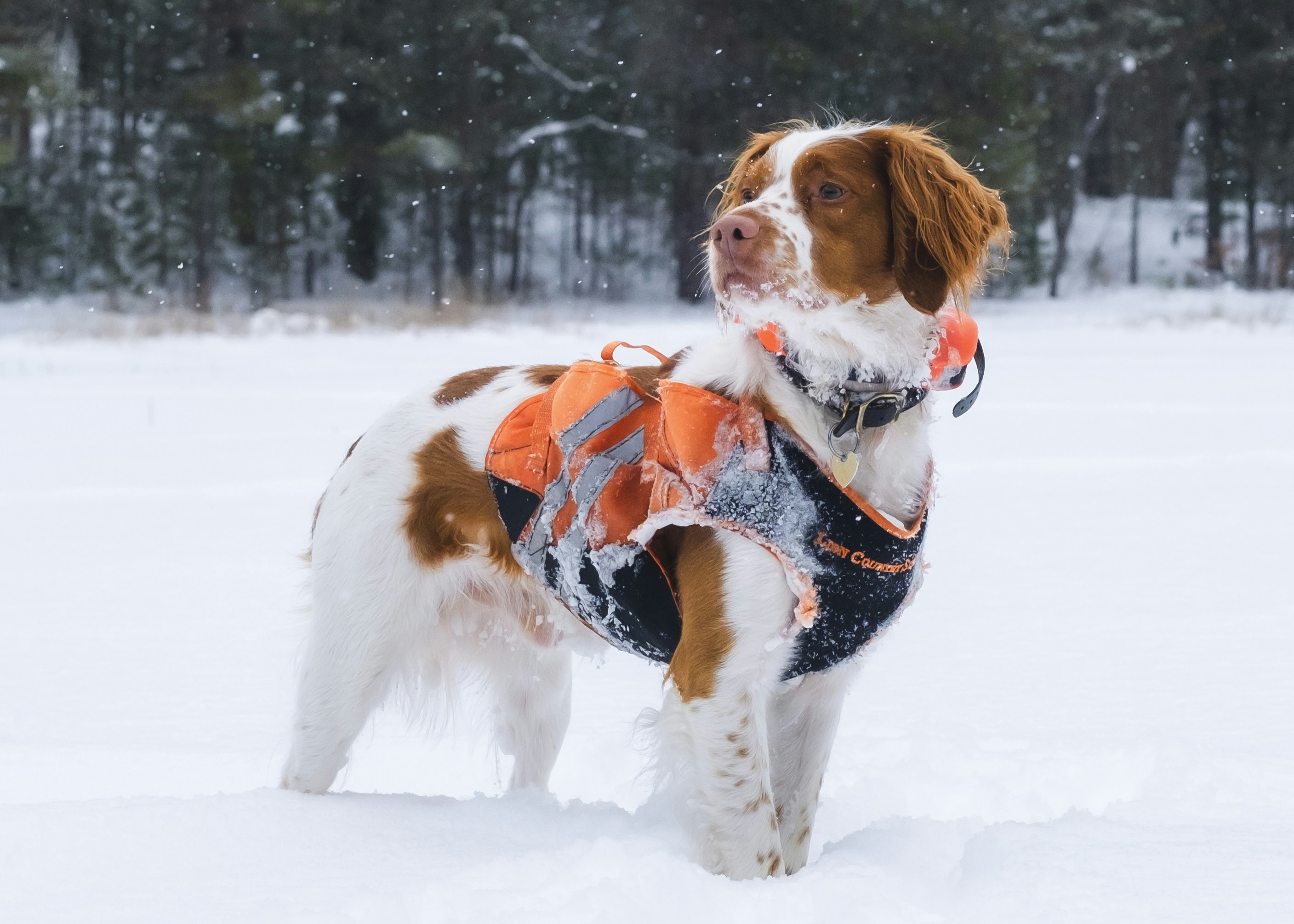 Neon Vest Sentinel in a Snowfield