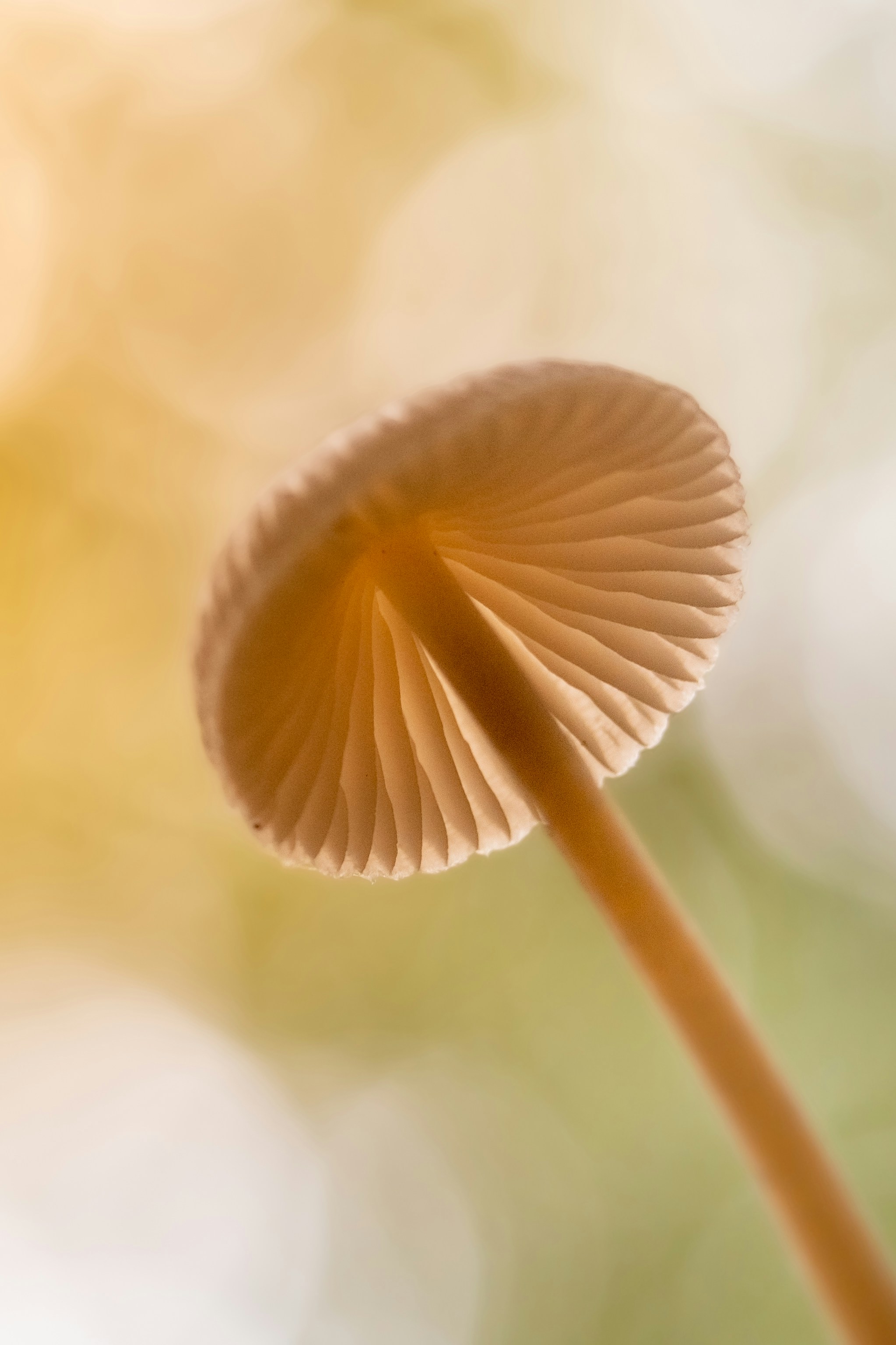 Underside of a delicate mushroom cap glowingly backlit