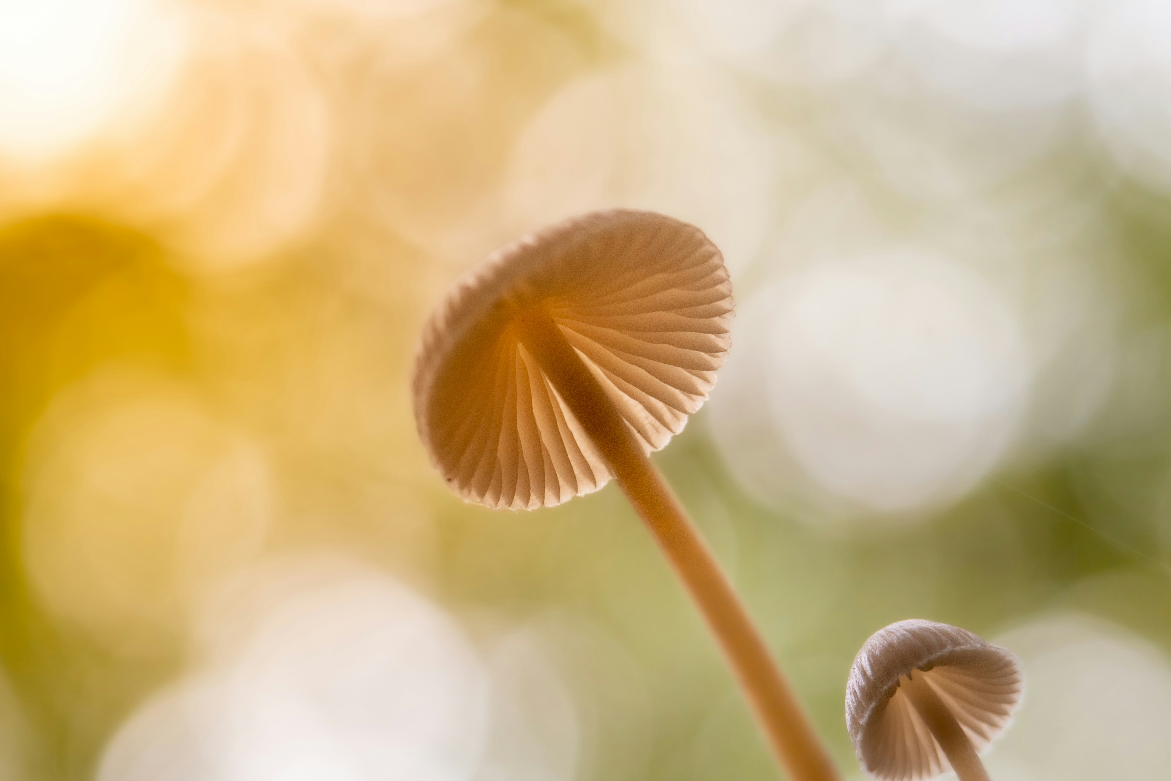 Sunlit Gills: Macro Portrait of a Delicate Mushroom