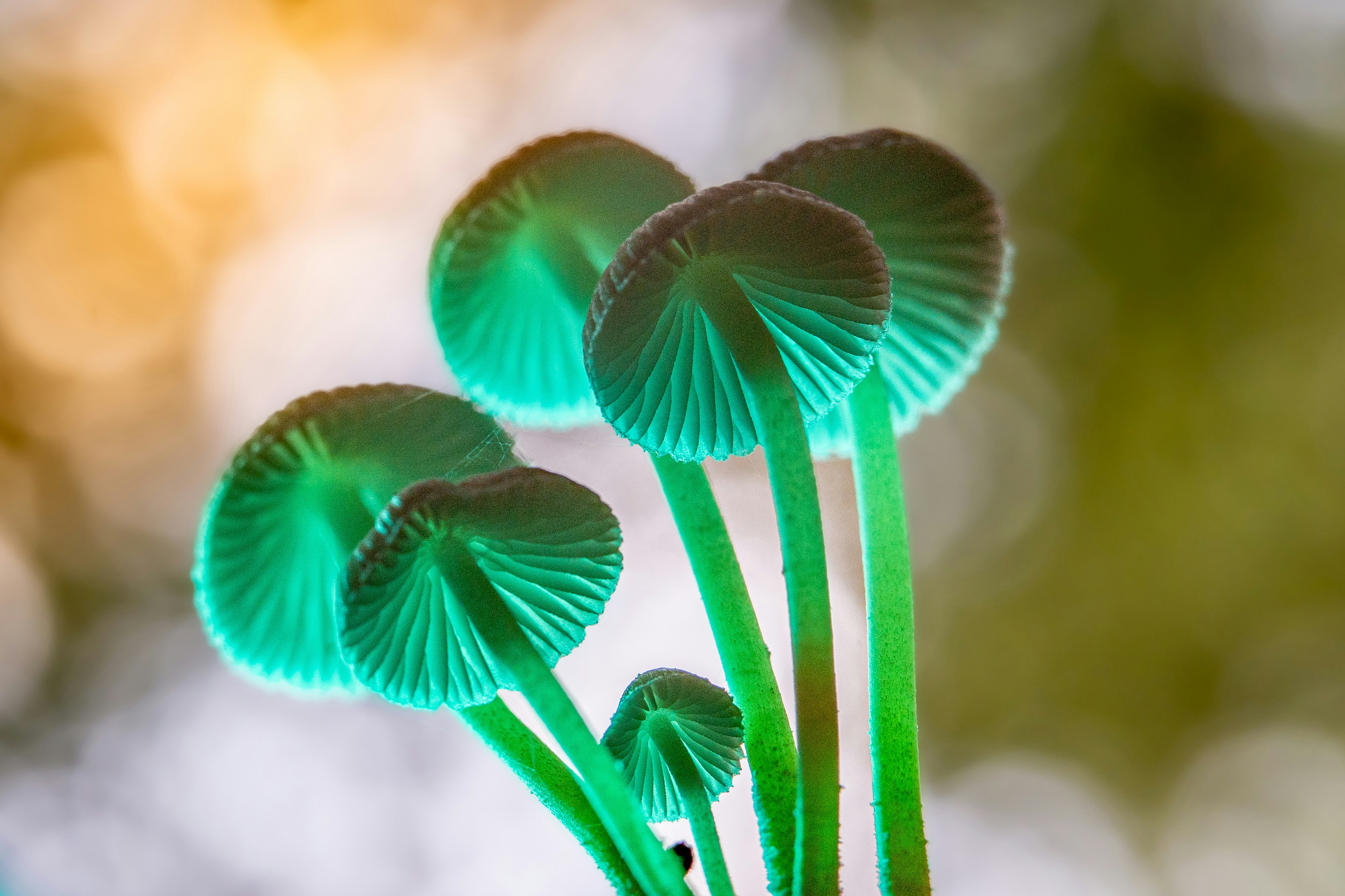 Emerald Lanterns: A Macro Portrait of Backlit Mushrooms