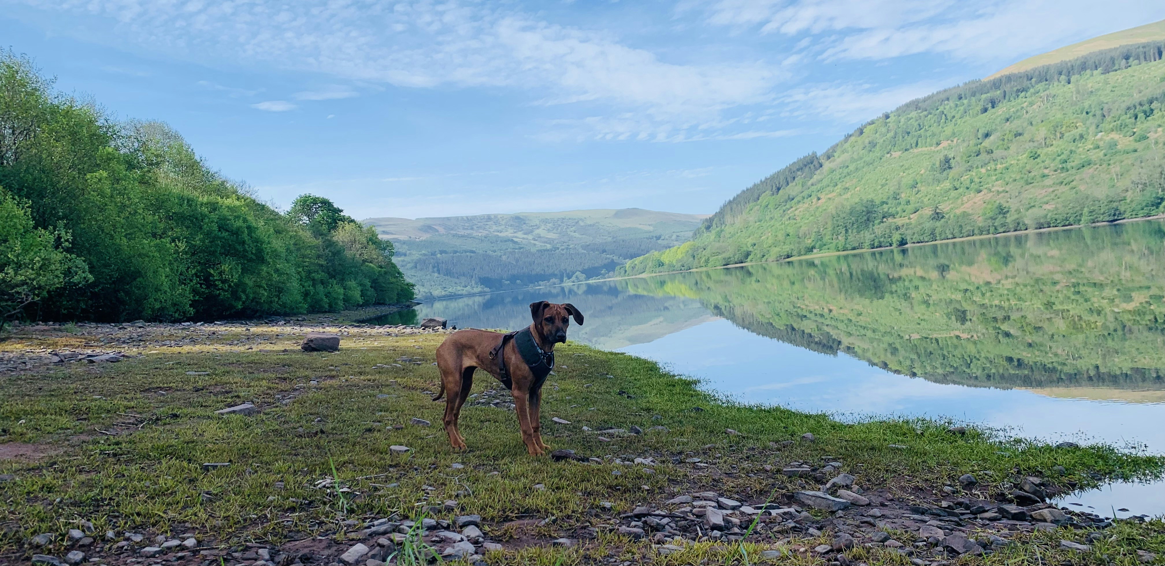 Lakeside Poise: A Brown Hound Amid Verdant Valleys