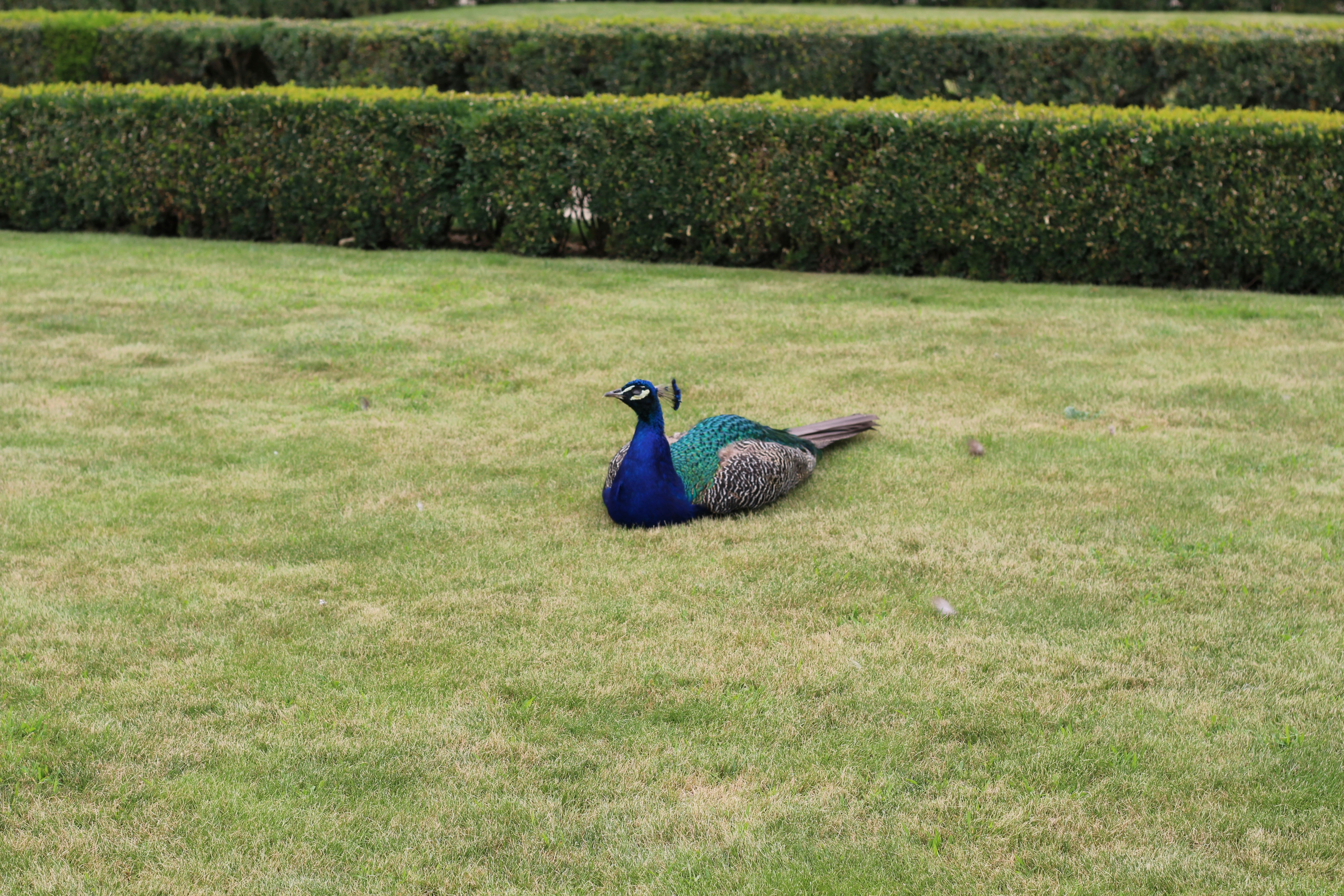 Azure Glory on the Lawn: A Peacock at Rest