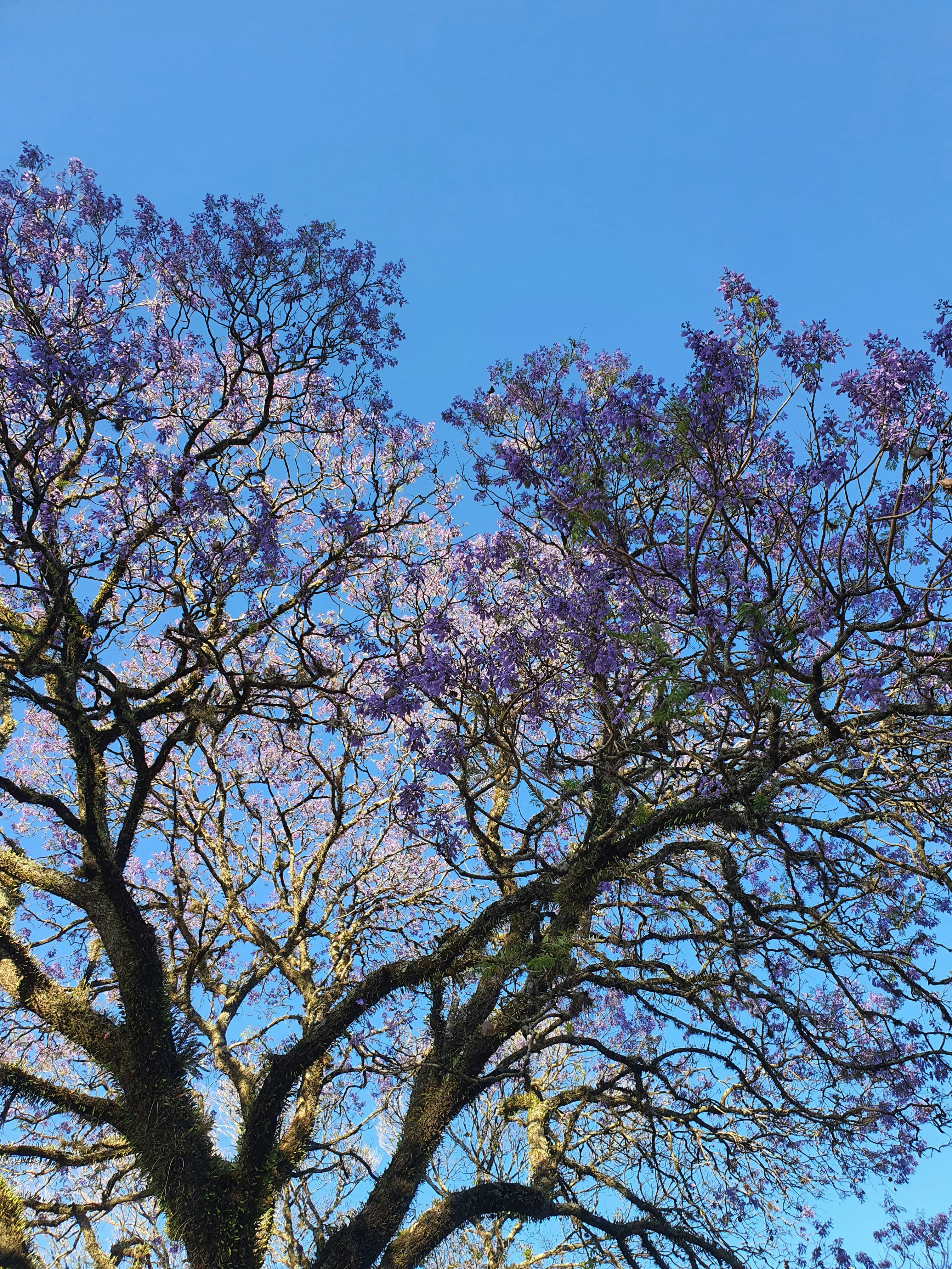 A group of trees with purple flowers photo – Free Tree Image on Unsplash