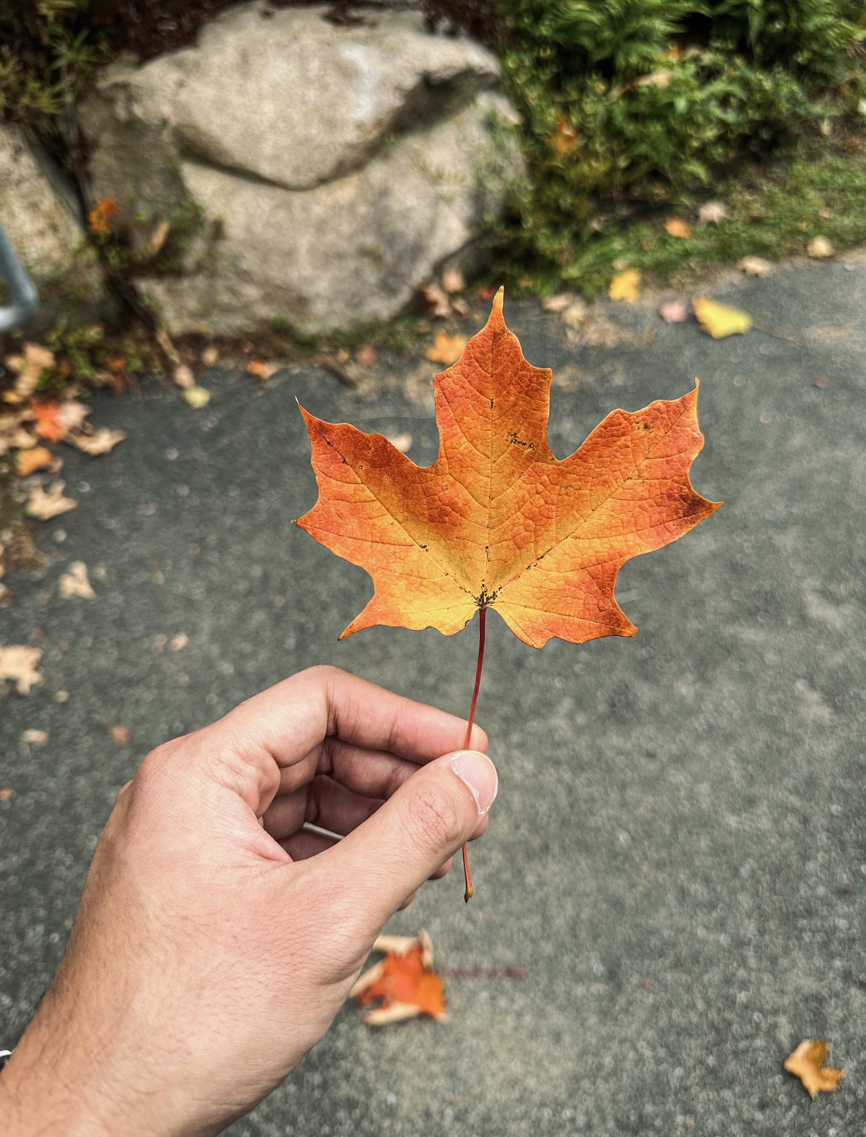 Autumn's Handheld Maple: A Vivid Orange Leaf on a Quiet Pavement