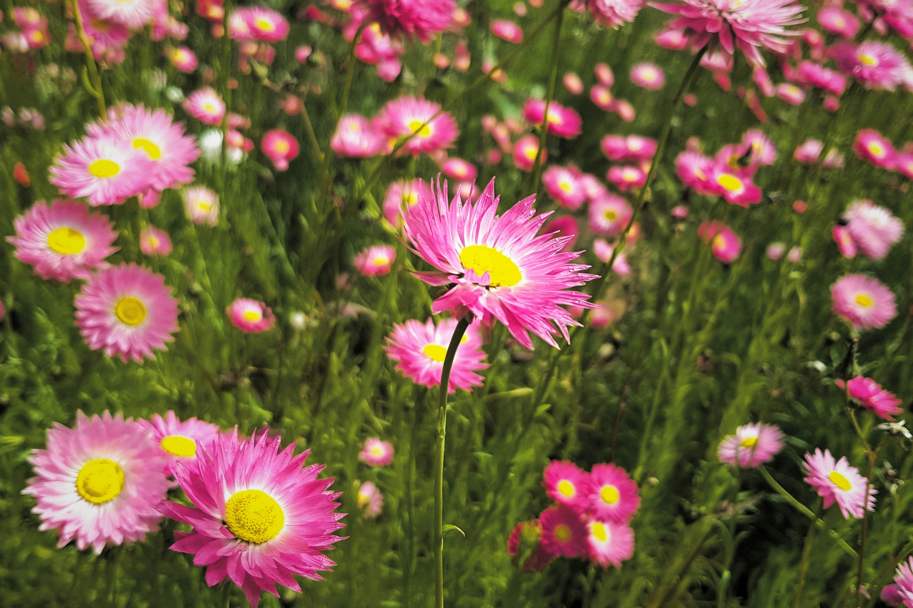 Pink Daisy Pictures | Download Free Images on Unsplash
