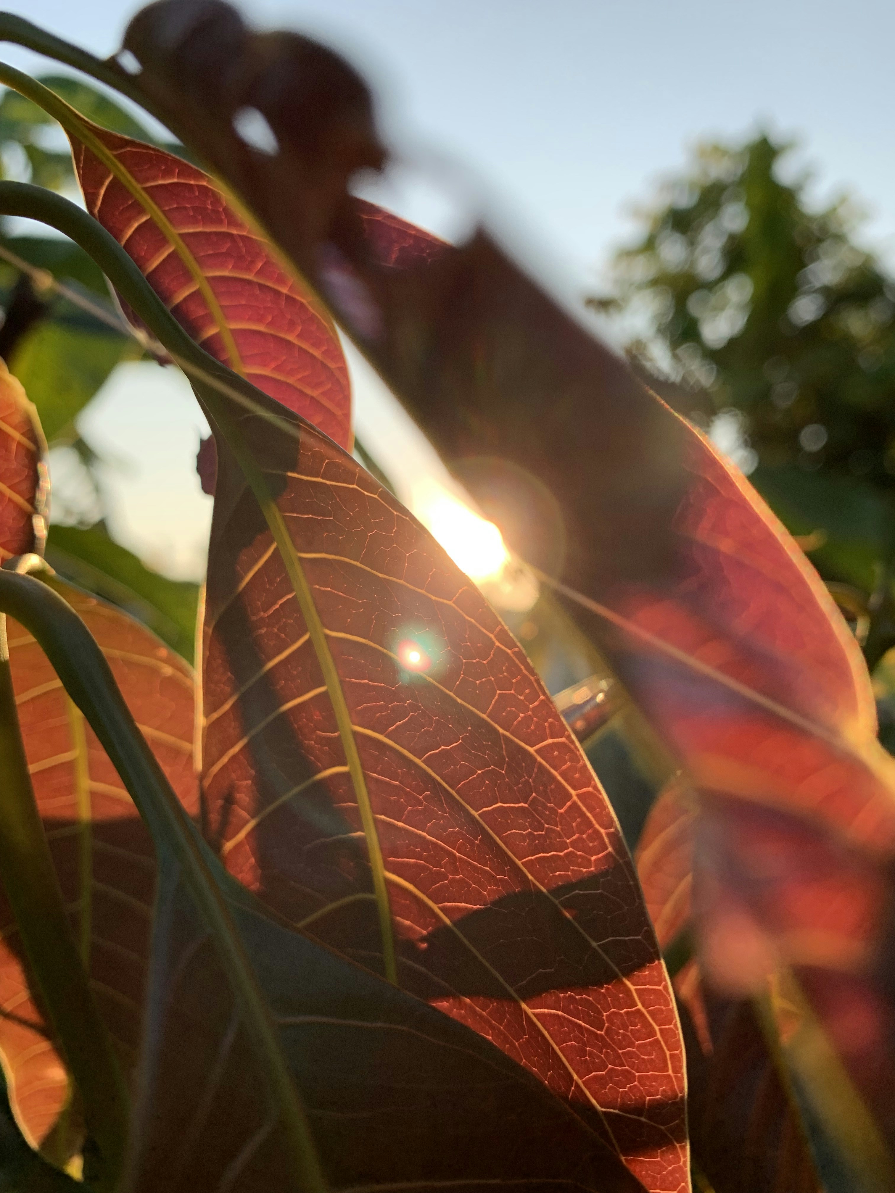 Golden Hour Veinwork: Sunlit Crimson Leaves Close-Up