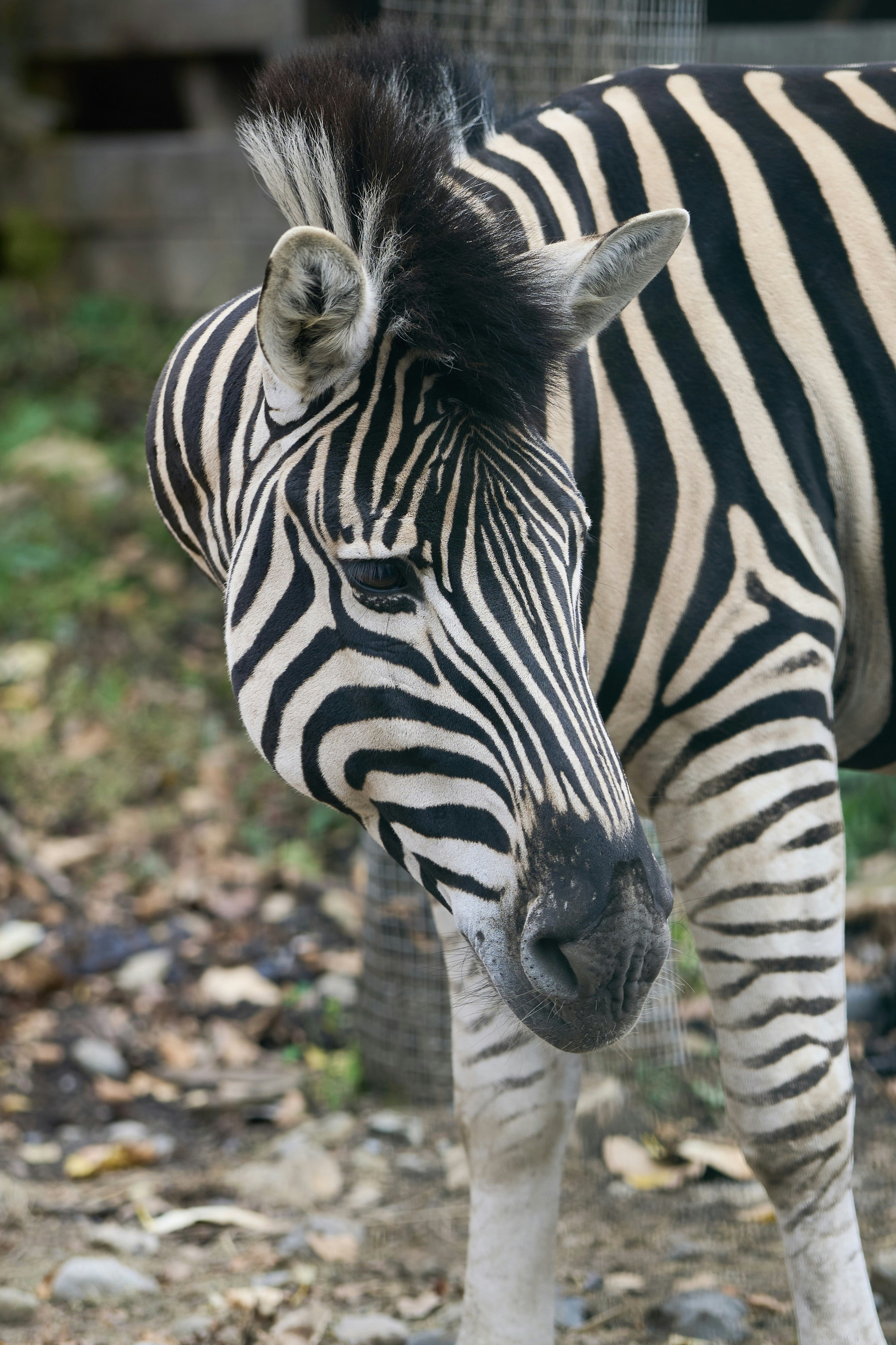 Un zèbre debout sur un sol rocheux photo – Photo Animal Gratuite sur ...