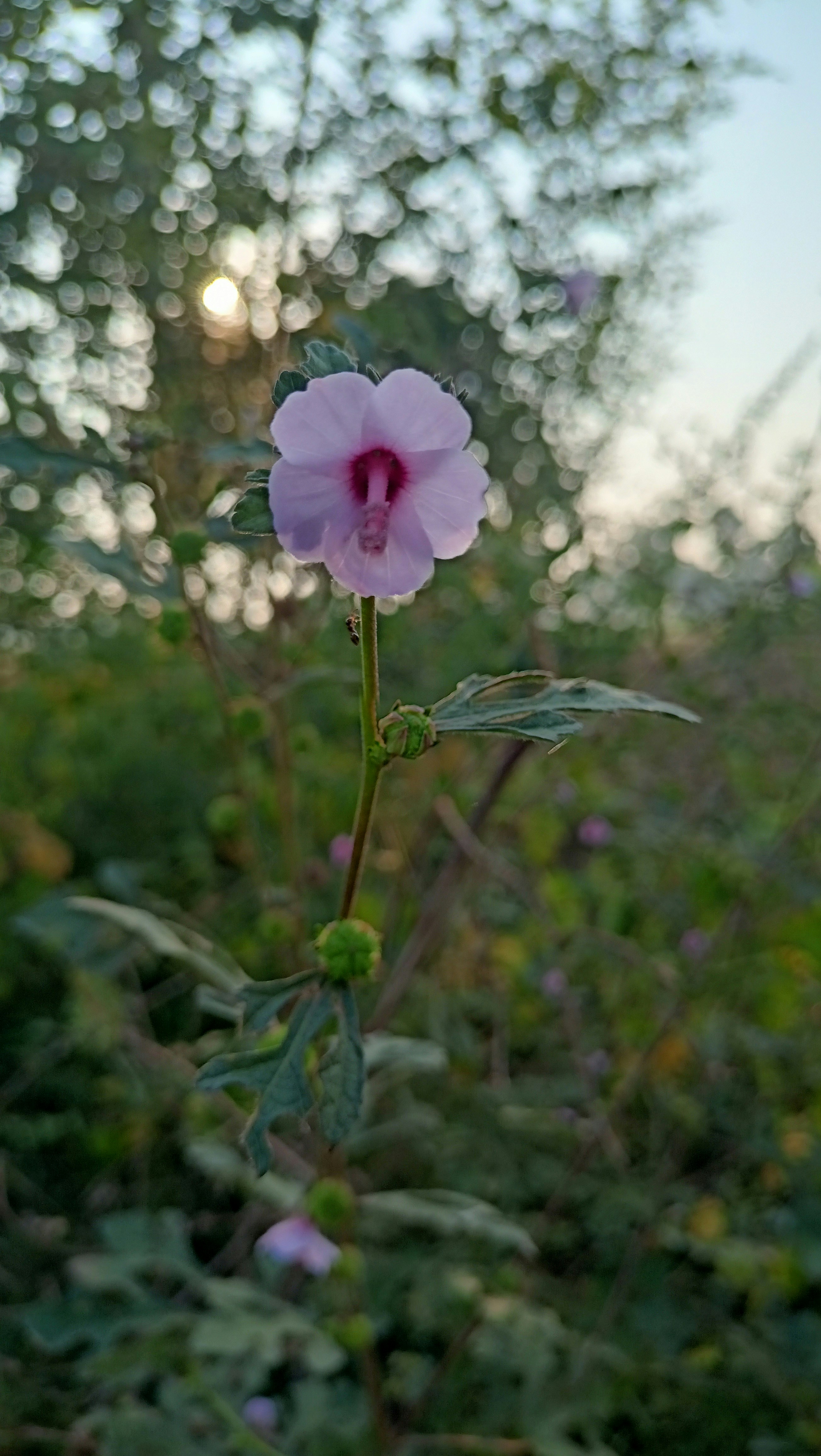Delicate pink flower with a striking center stands out amidst a lush, blurred background during golden hour.