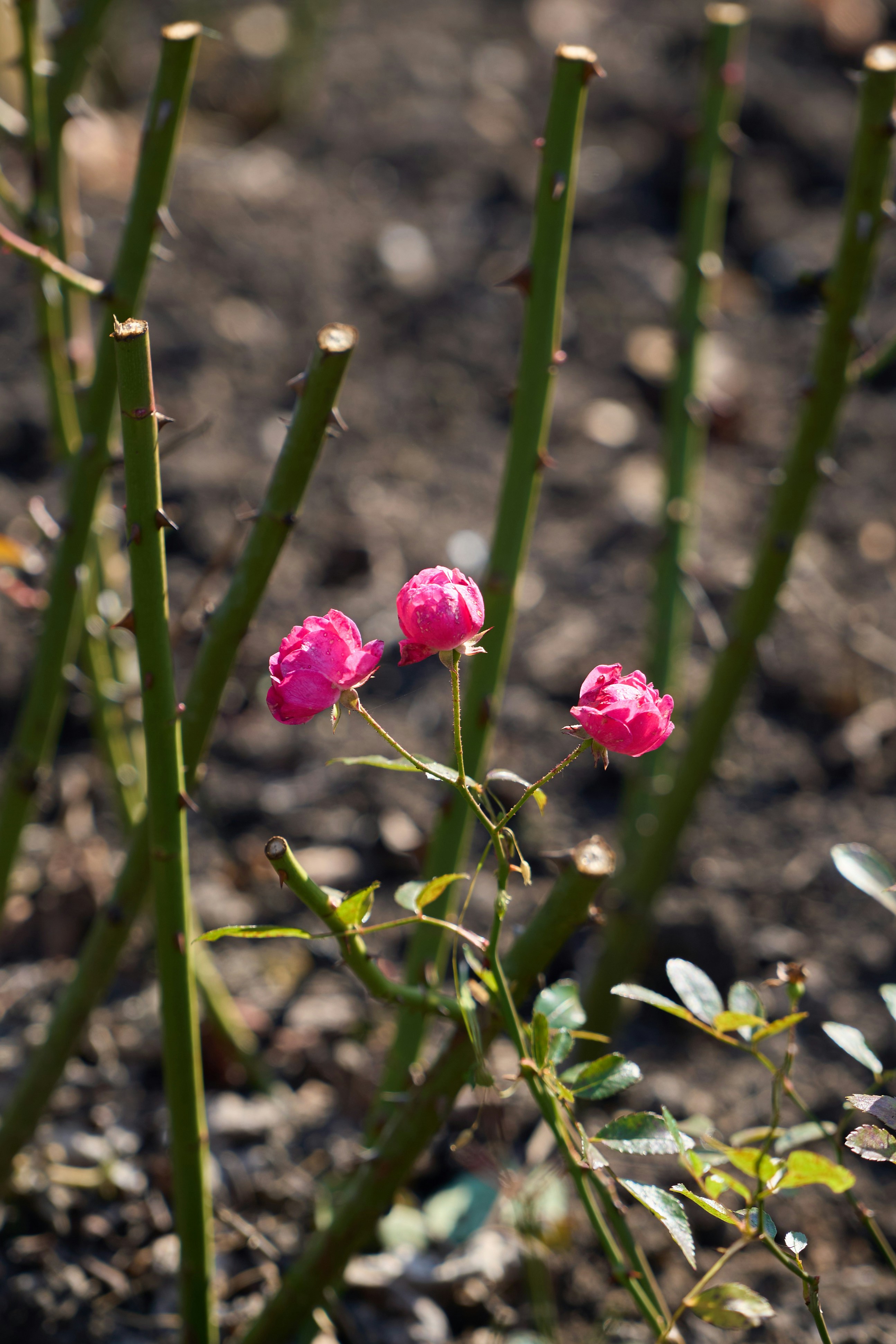 a group of pink flowers