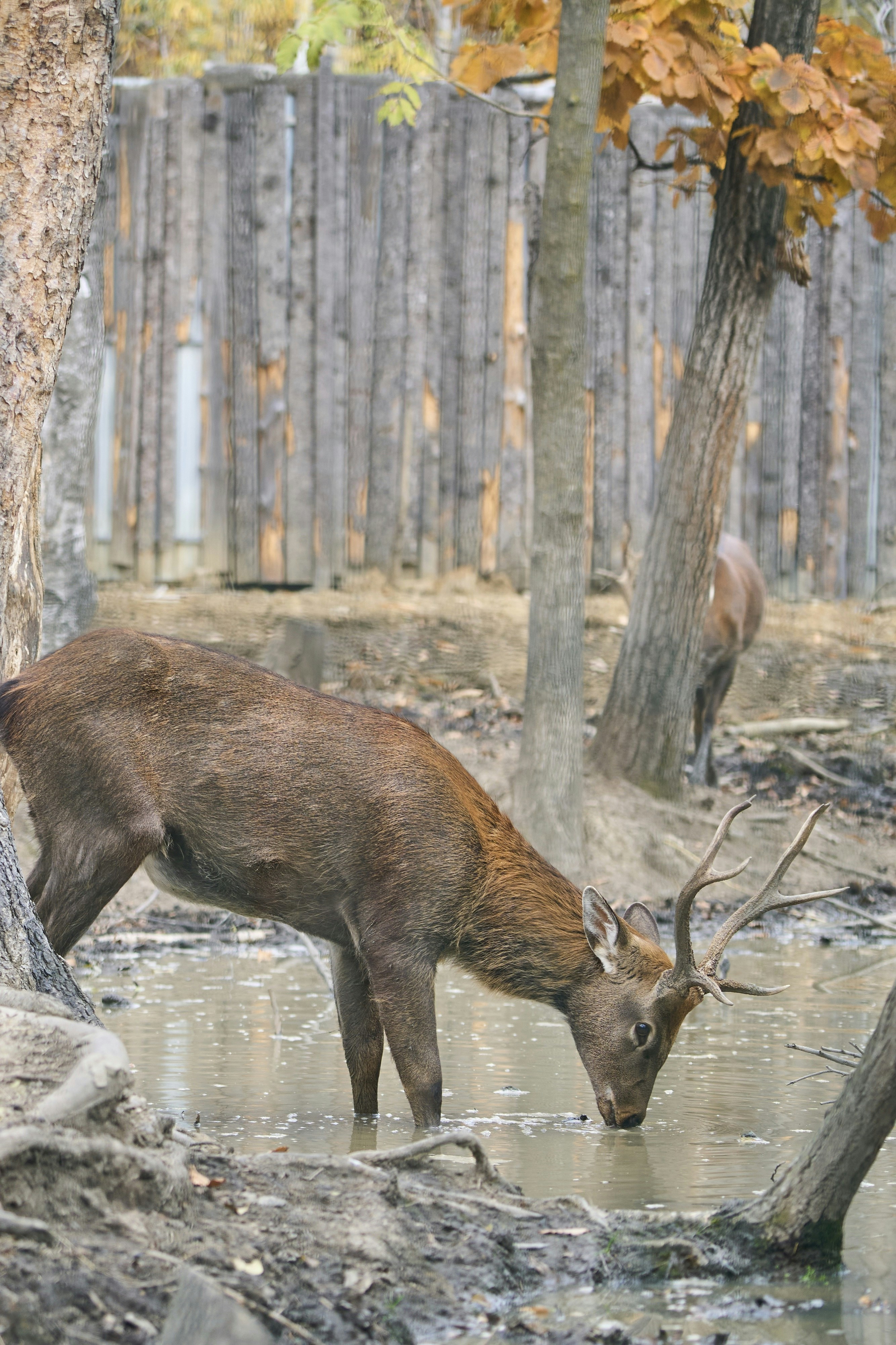 A moose in a muddy area photo – Free Animal Image on Unsplash