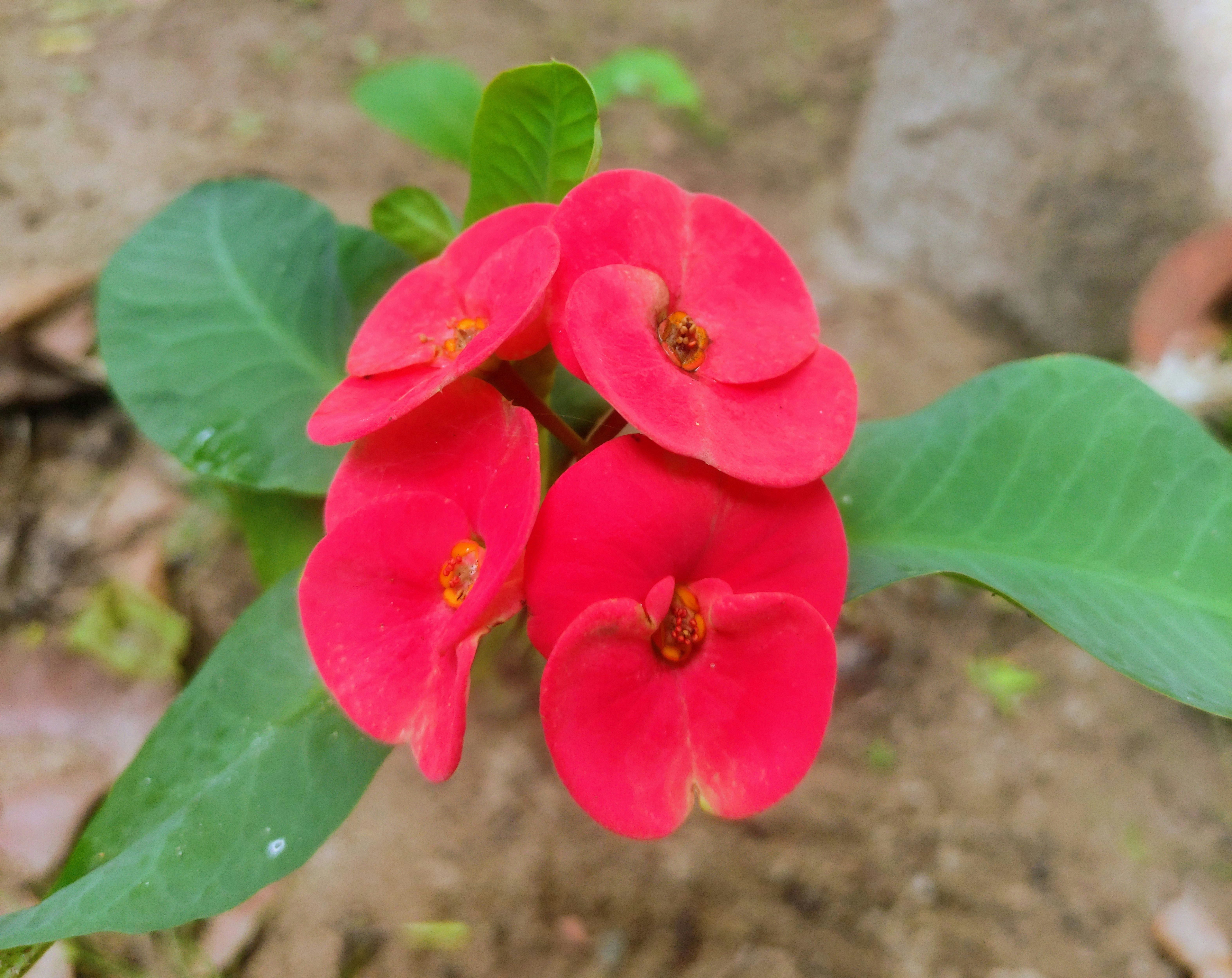 Scarlet Rosettes: A Macro Portrait of a Pink Flower Cluster