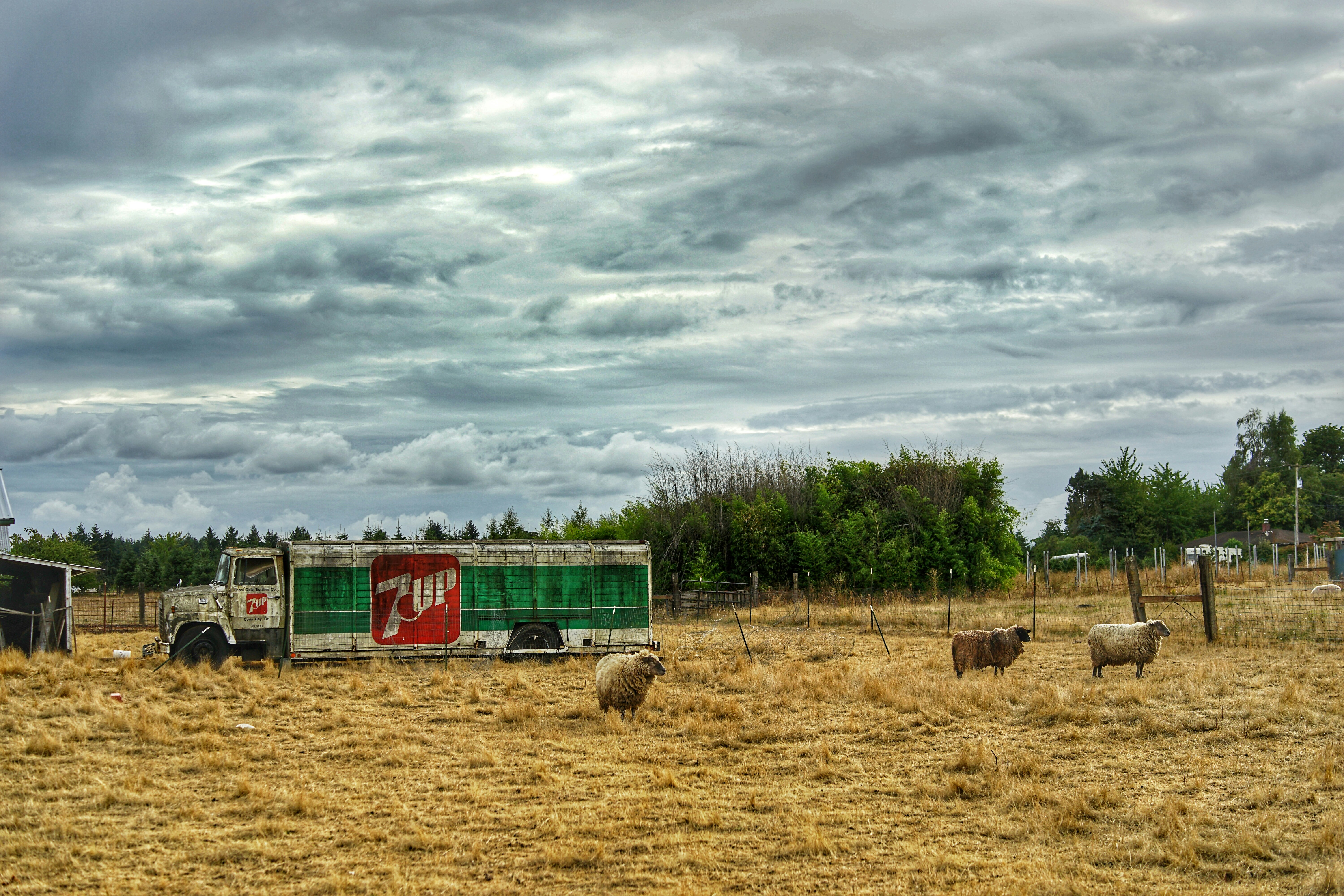 Sheep in a field photo – Free Alvadore Image on Unsplash