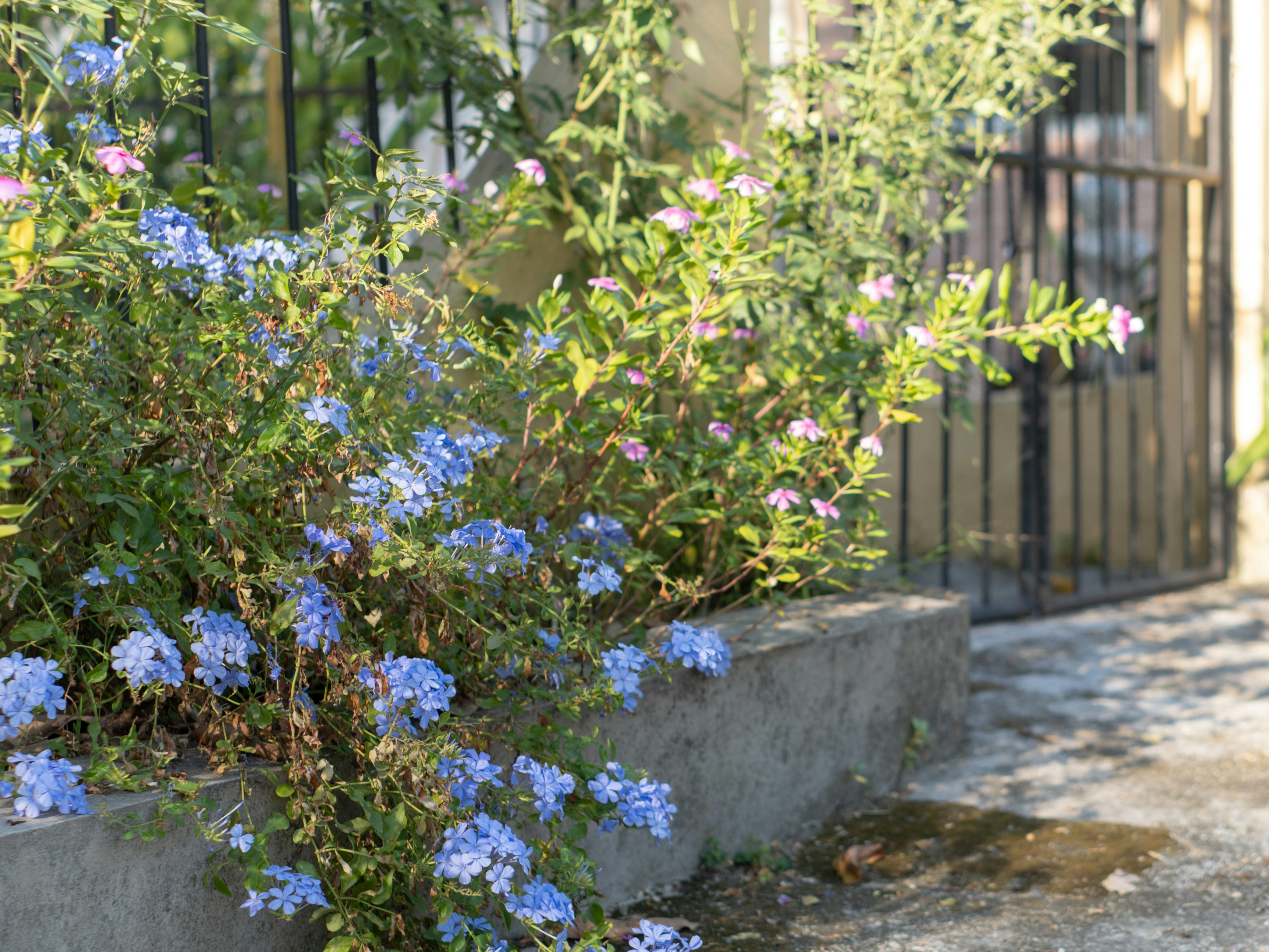 Un jardin fleuri photo – Photo Lumière du soleil Gratuite sur Unsplash