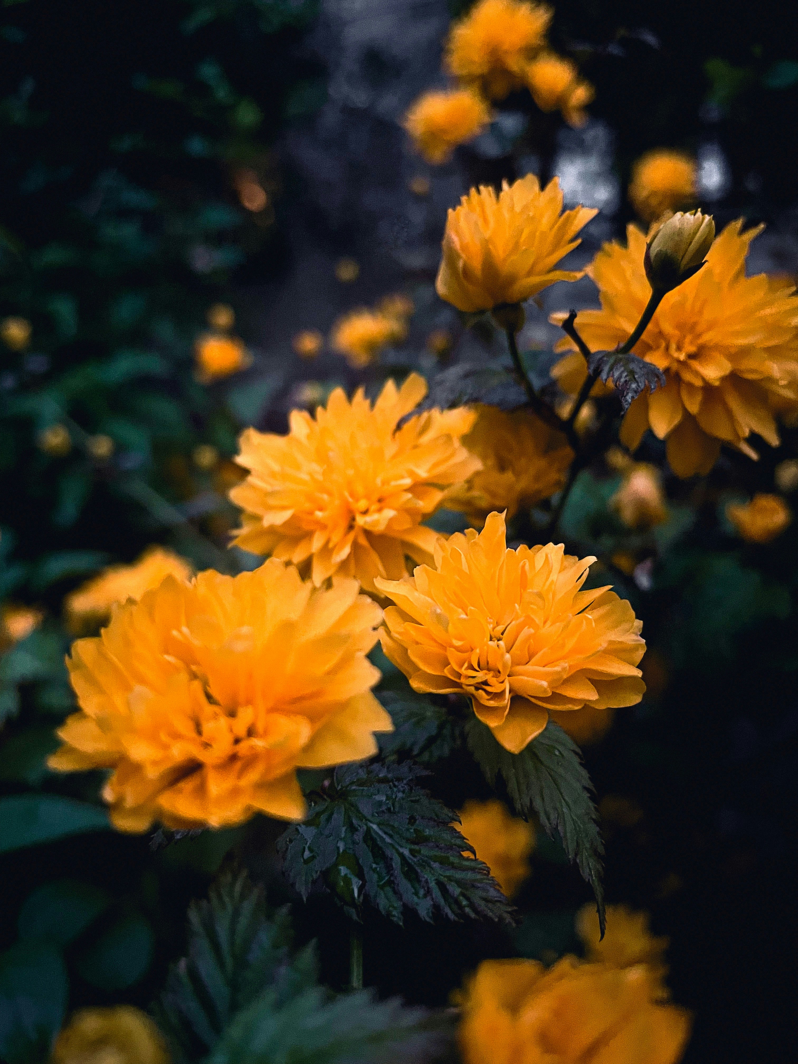 Velvet Sun: Golden Chrysanthemums in a Shadowed Garden