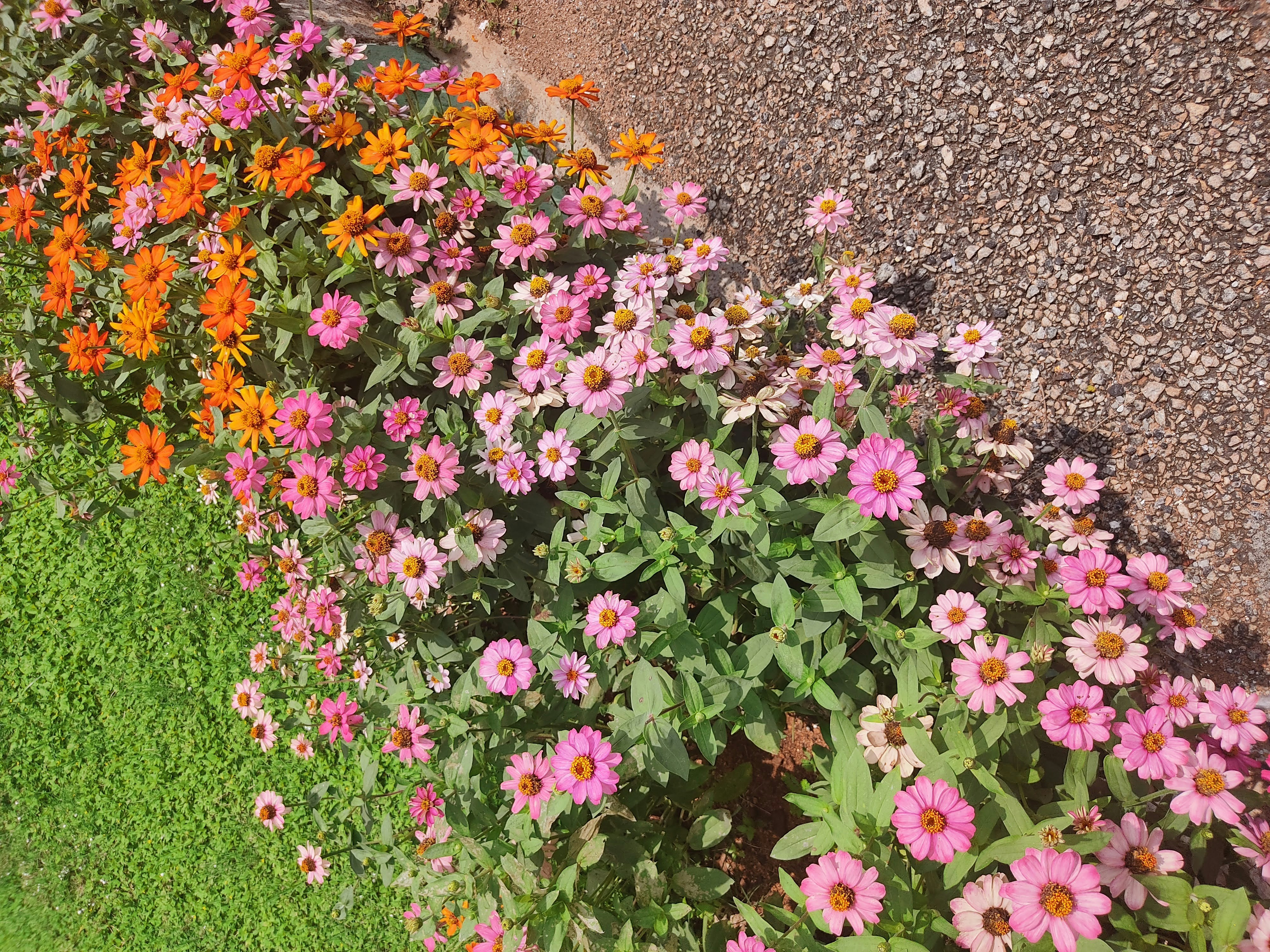 Vibrant array of orange, pink, and white flowers cascading along a garden path, showcasing nature's palette. The scene highlights the beauty of seasonal blooms.