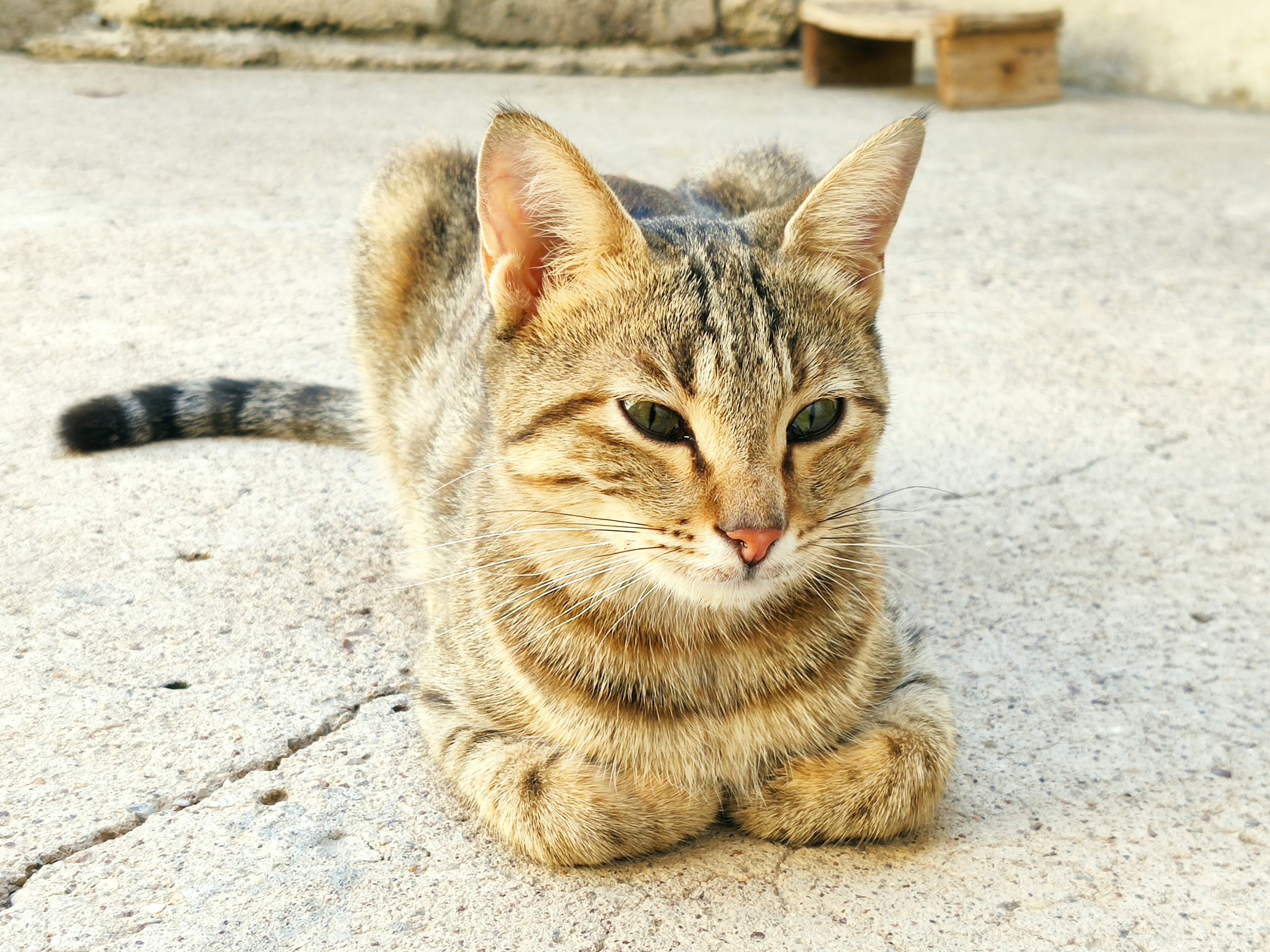 Cat photo shot on Xiaomi Mi 9