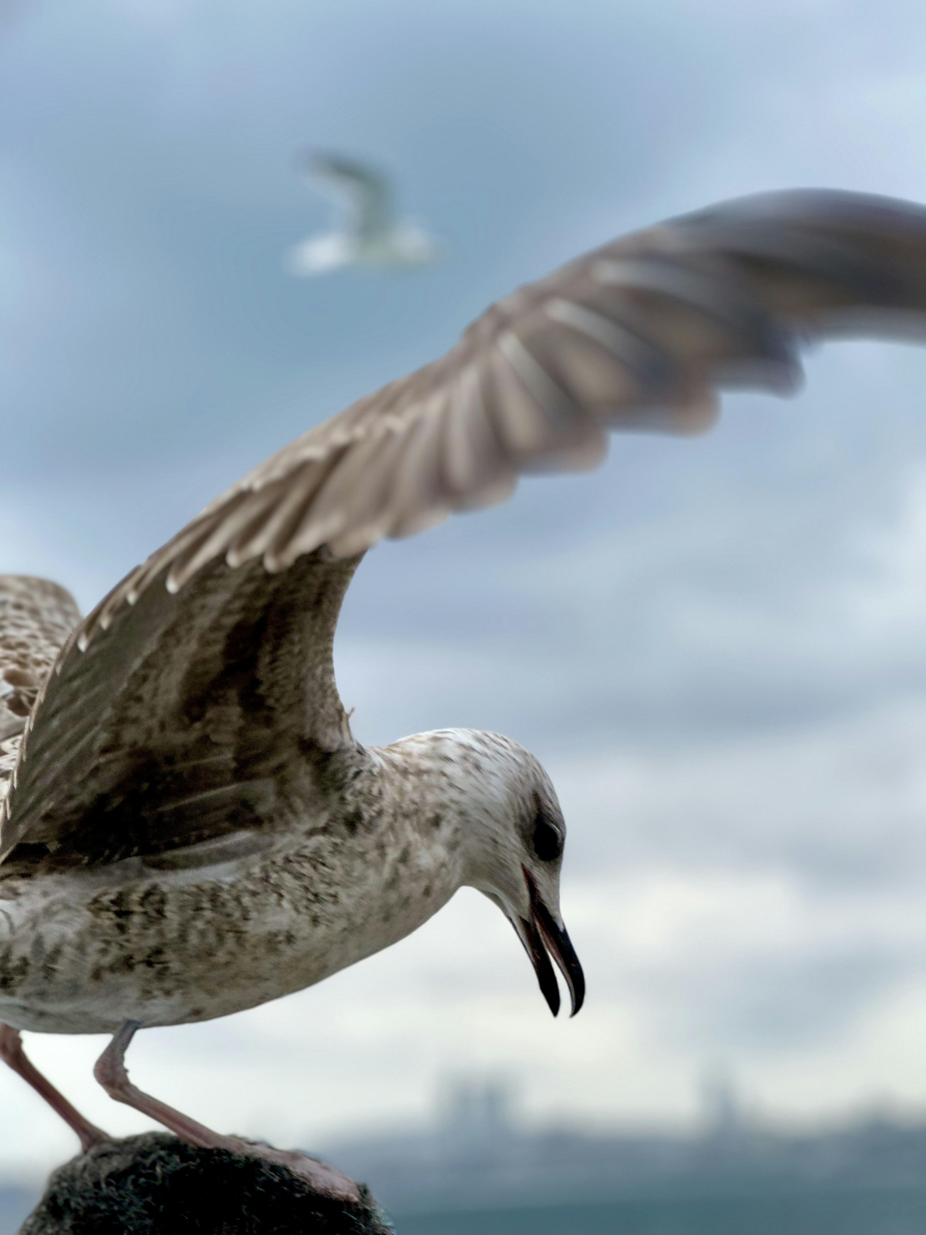 Beak in Focus, Wings in Blur: Seagull at the Harbor Edge