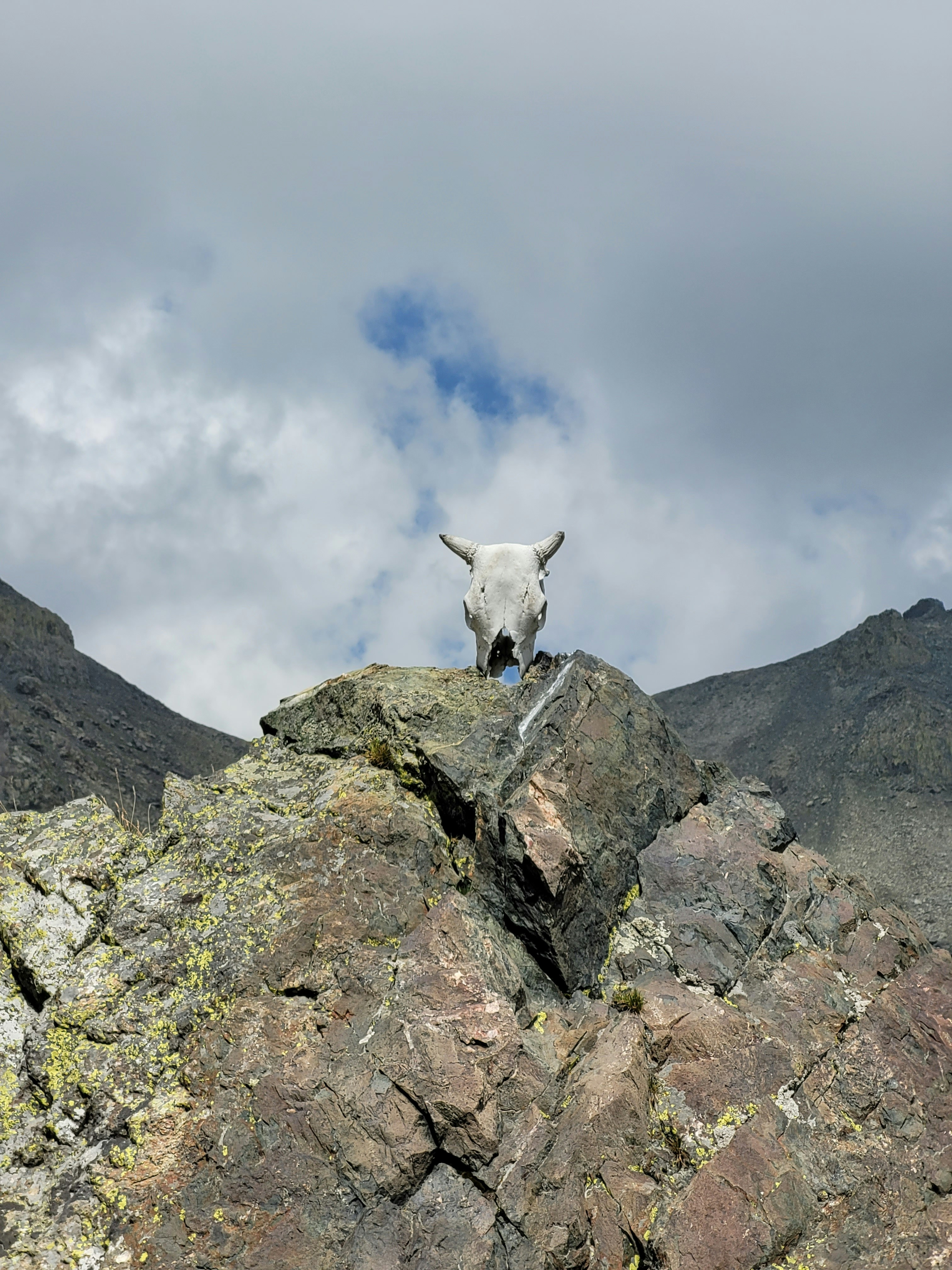 a goat on a rock