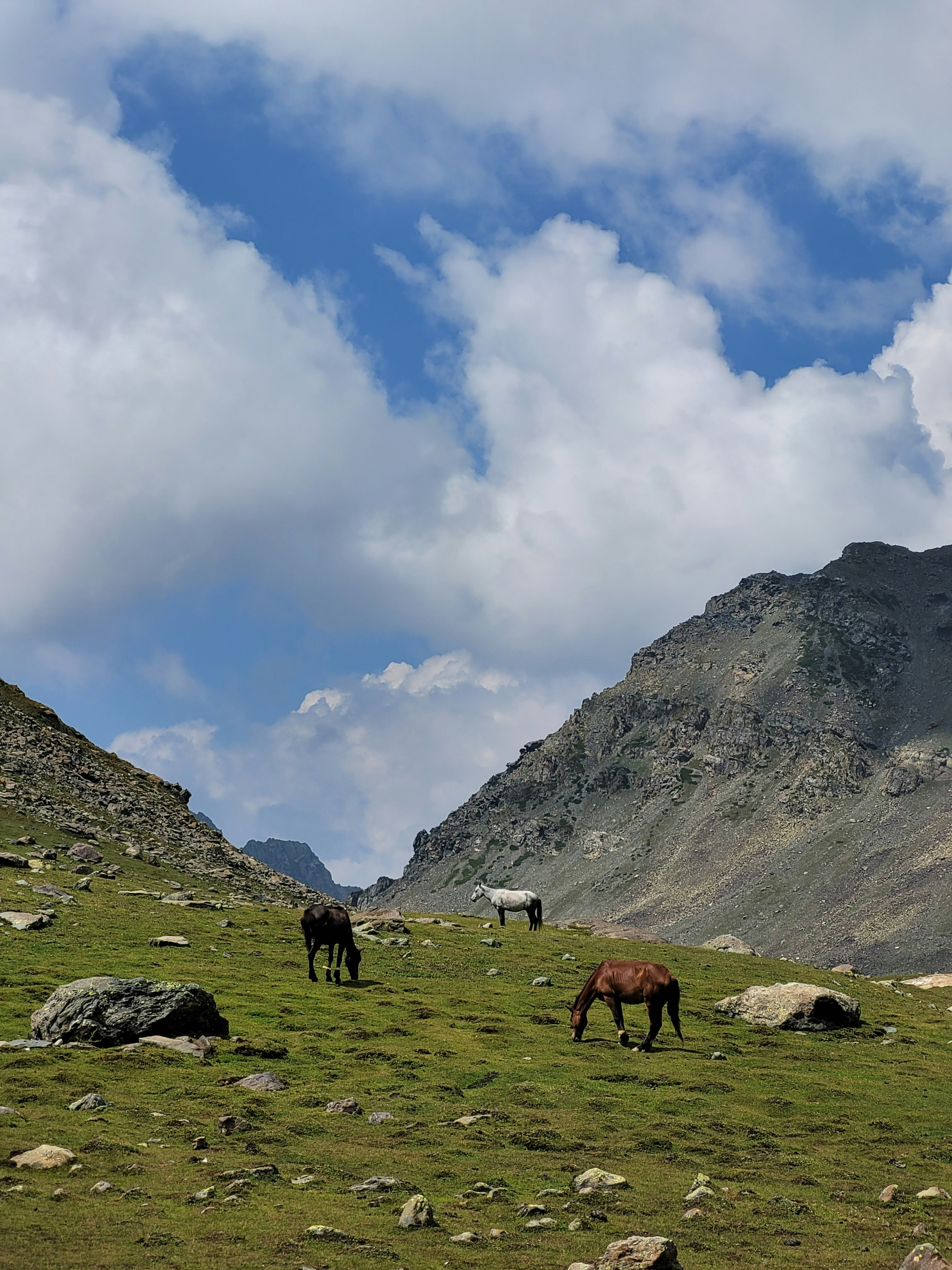 A group of animals stand in a grassy field photo – Free Field Image on ...