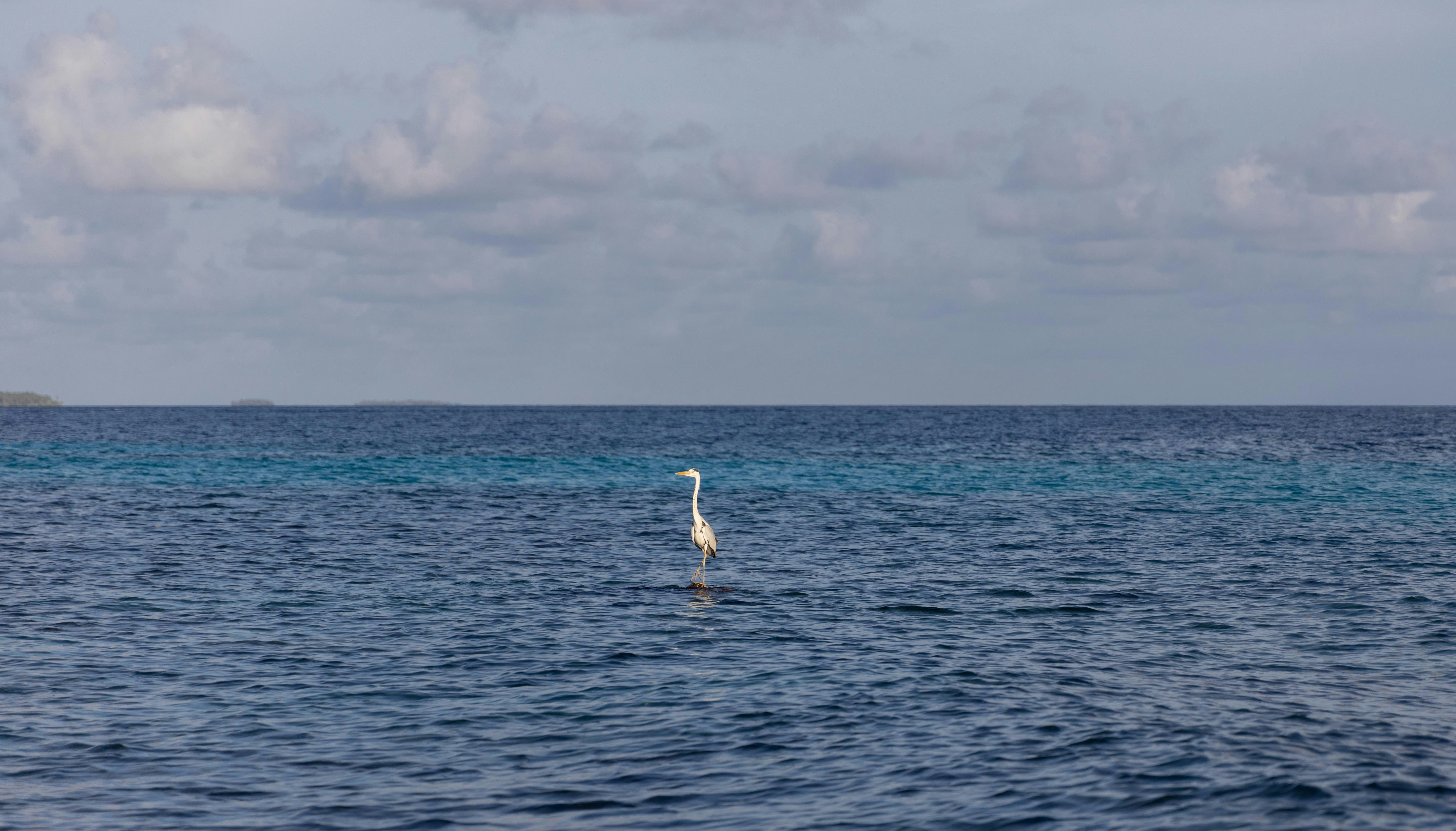 Lone Egret in the Quiet Blue Sea Under a Clouded Sky