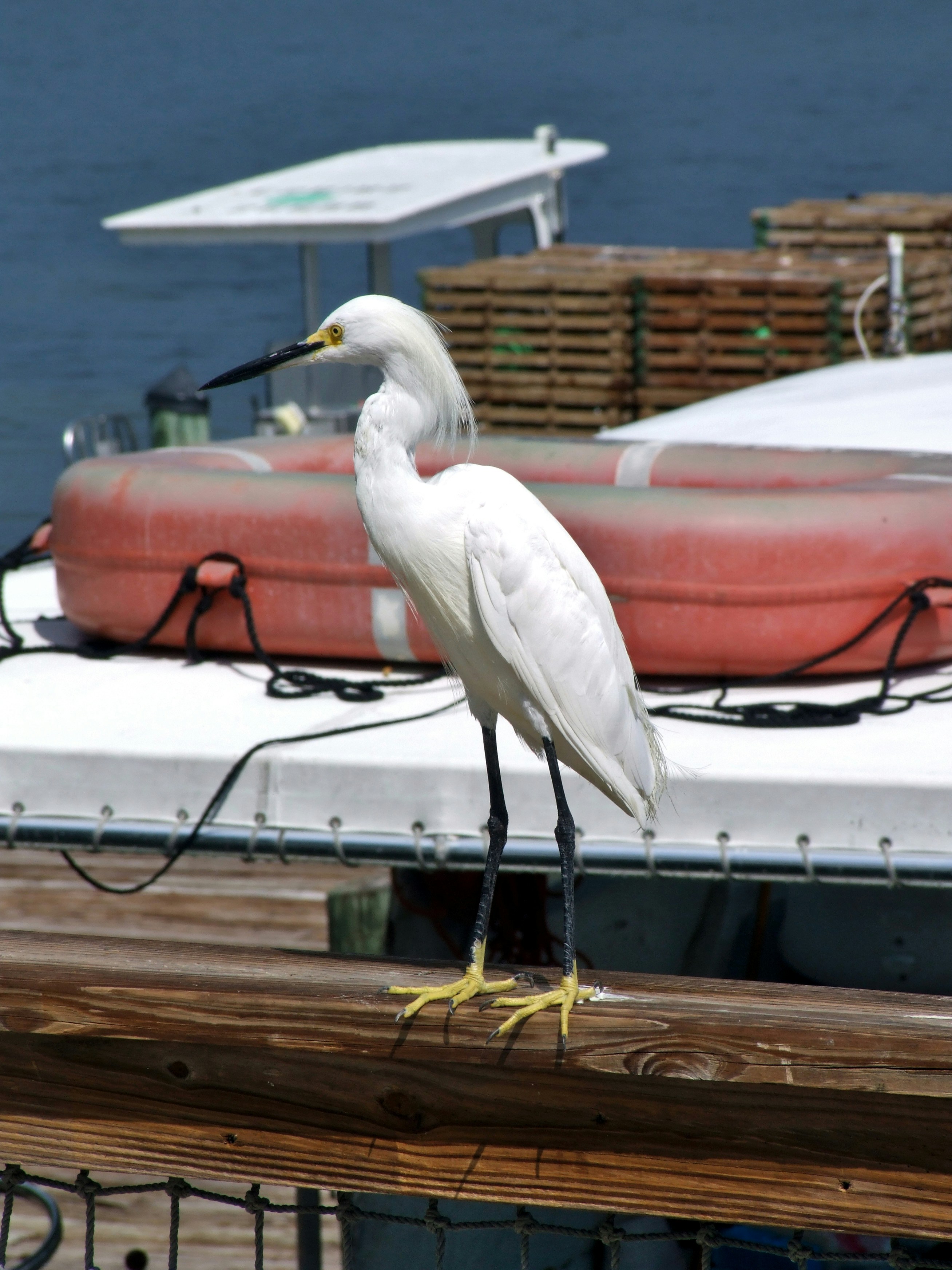 Dockside Vigil: A Snowy Egret Perches Along a Marina Rail