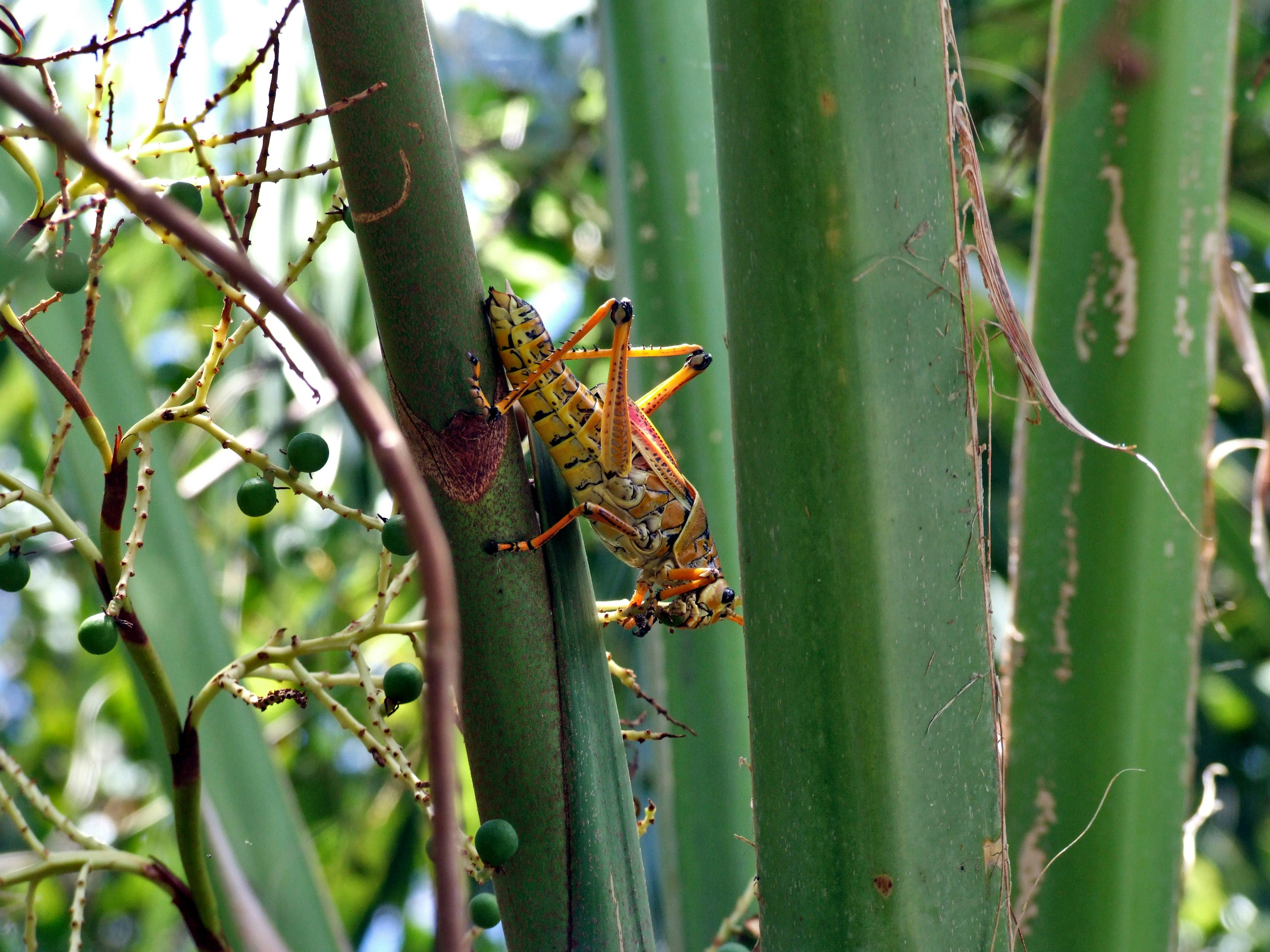 Grasshopper chilling, Florida, USA, July 2011