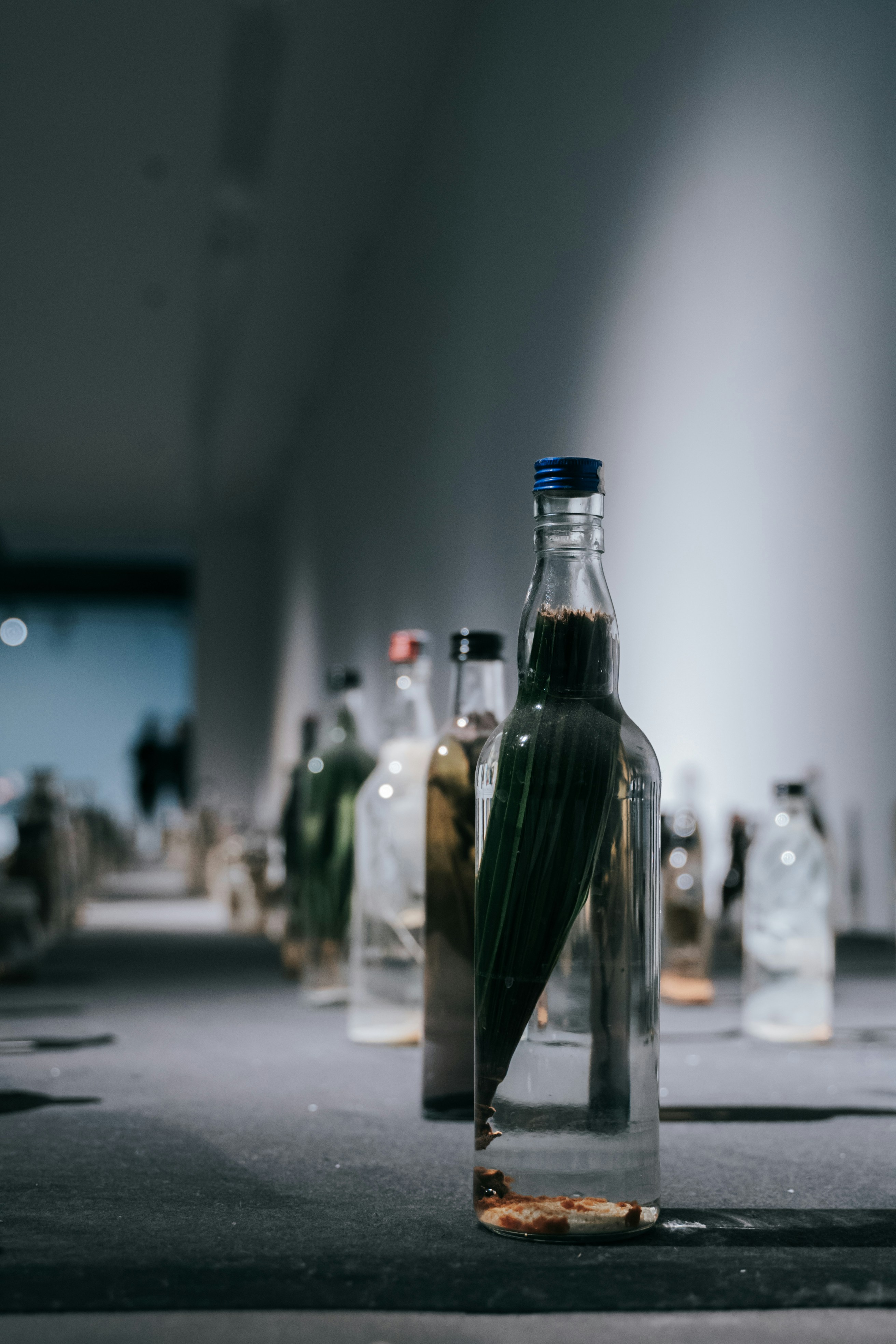 Glass Bottles in a Row: A Quiet Studio of Bottled Echoes