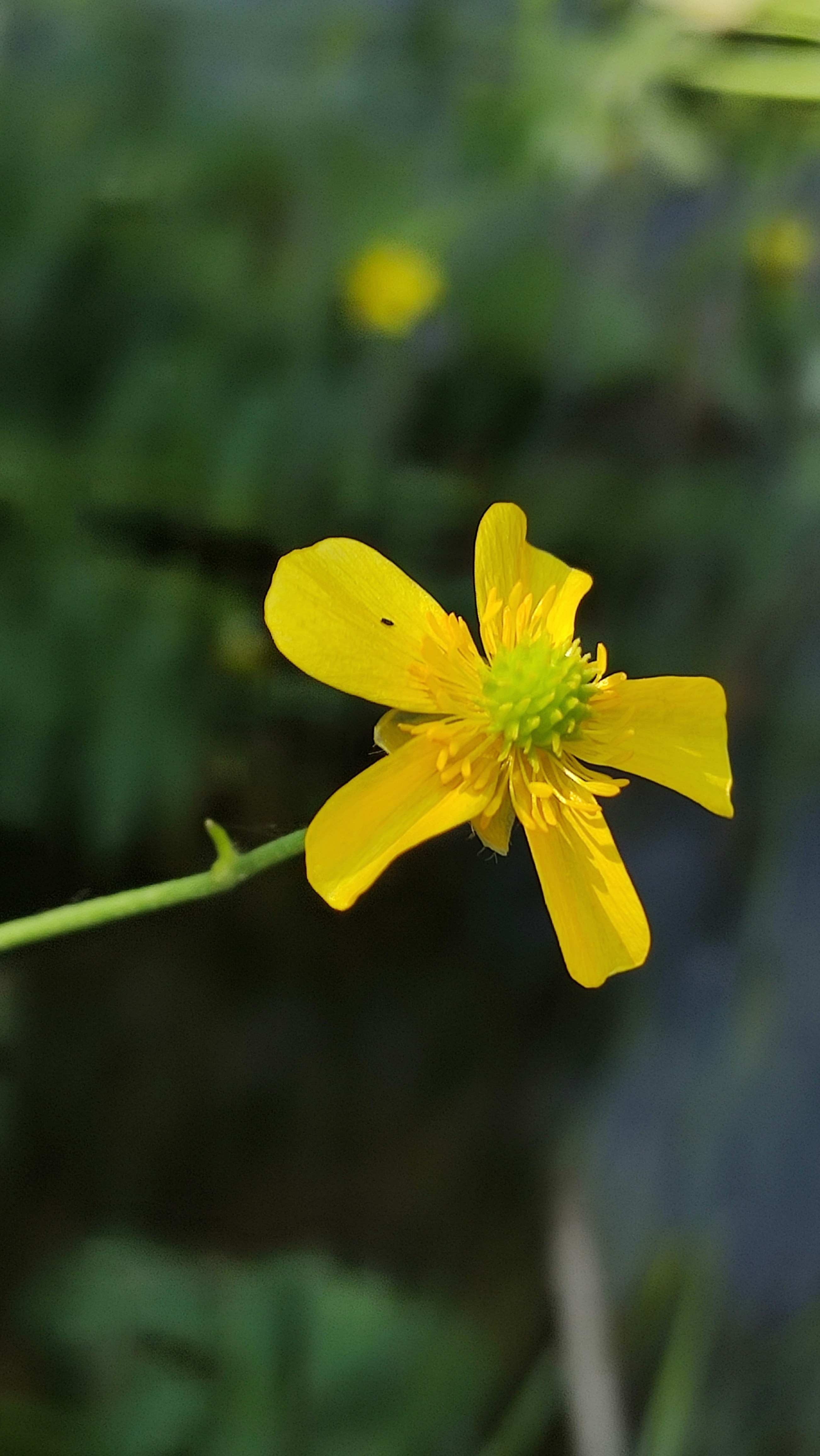 Golden Bloom on a Quiet Stem